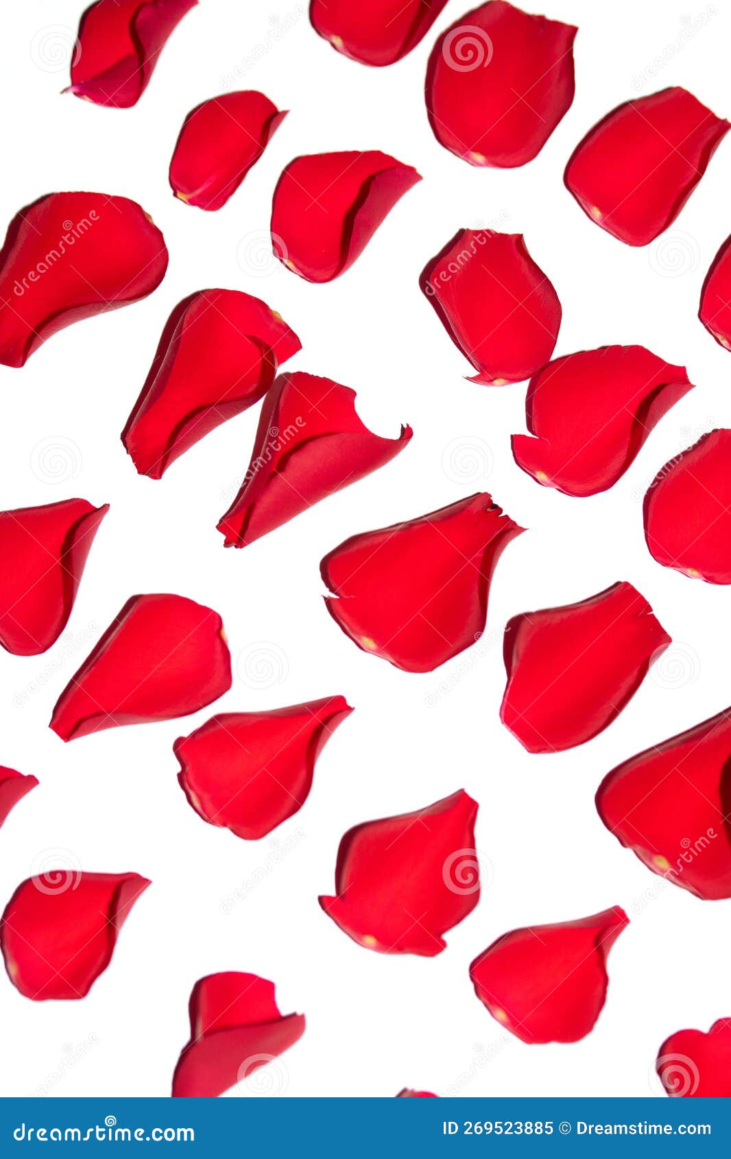 Beautiful Red Rose Flower Petals on a White Background Stock Image ...