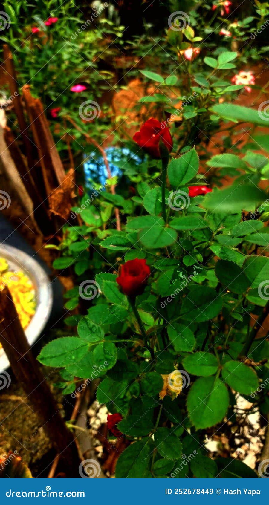 Beautiful Red Rose Flower in Sri Lanka Stock Image - Image of rose ...