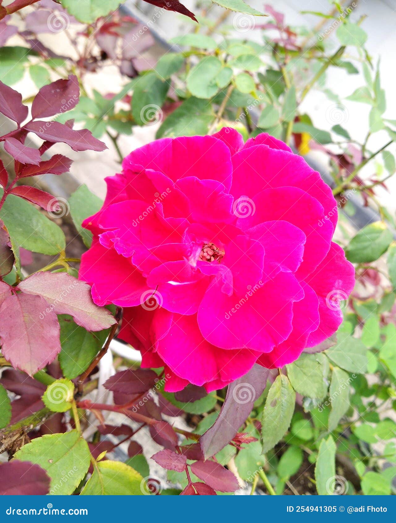 Beautiful Red Rose Flower Wallpaper in Bloom Stock Image - Image of ...
