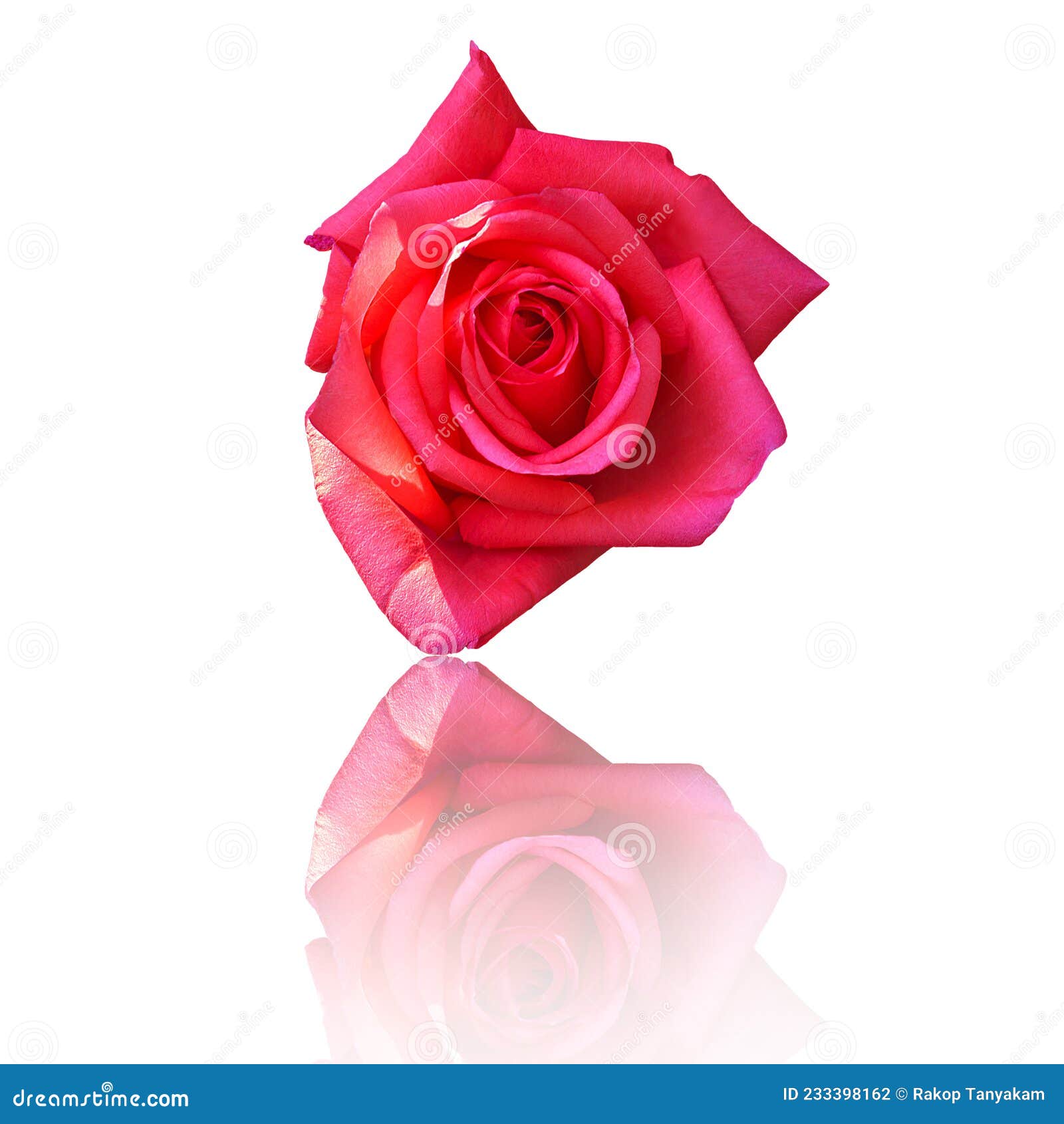 Beautiful Red Rose Flower on White Background, Flower for Lover and ...