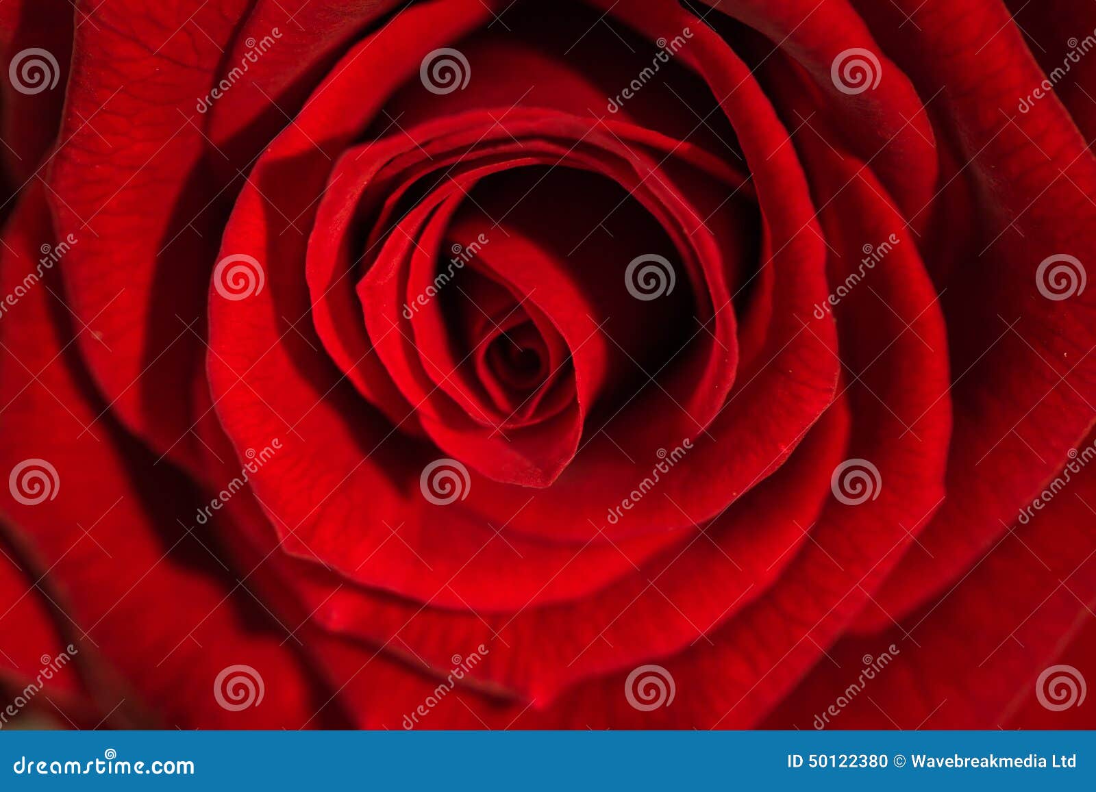Beautiful Red Rose on Foreground Stock Illustration - Illustration of ...