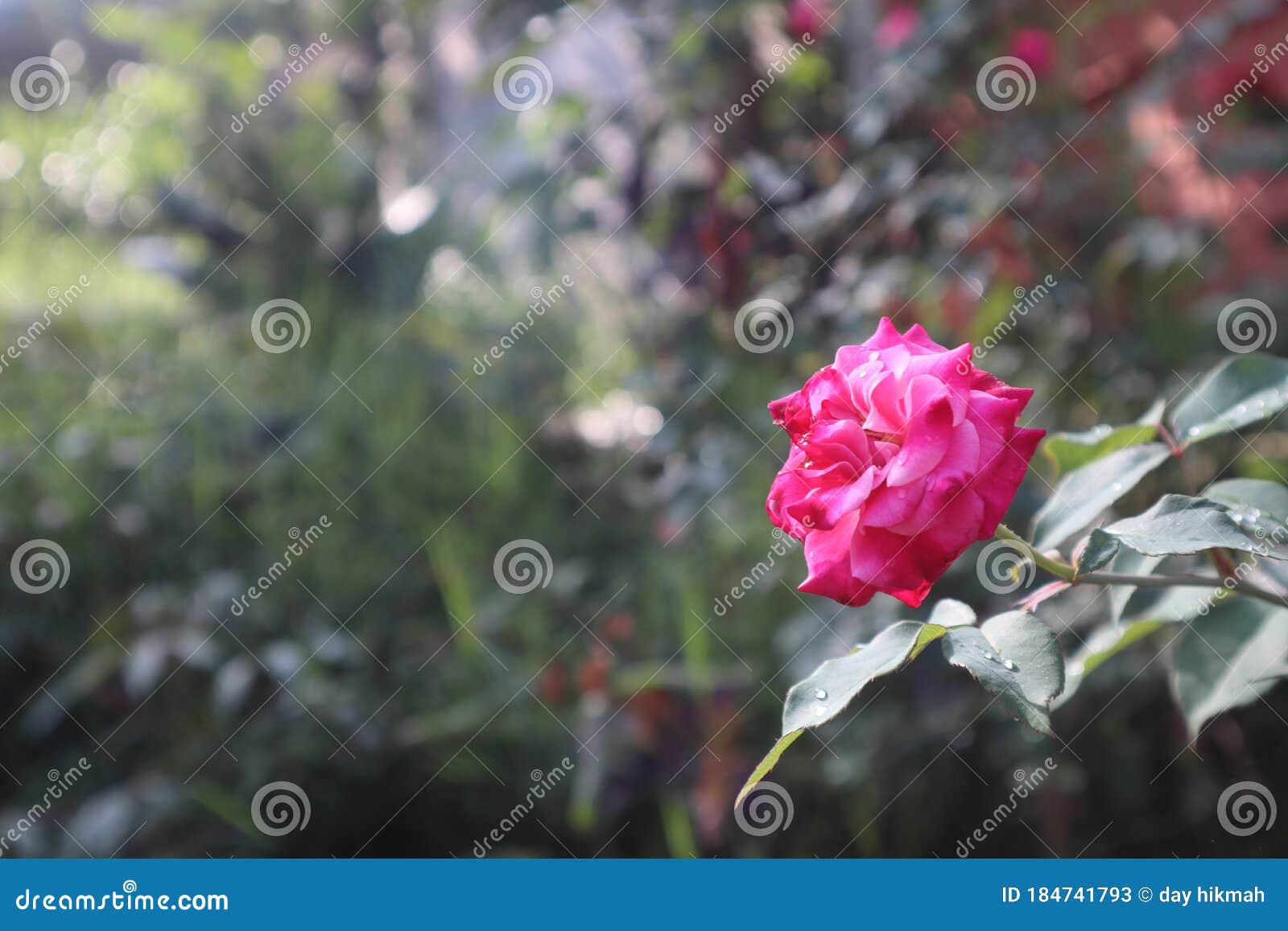 Beautiful Red Rose in Front of the House Stock Image - Image of garden ...