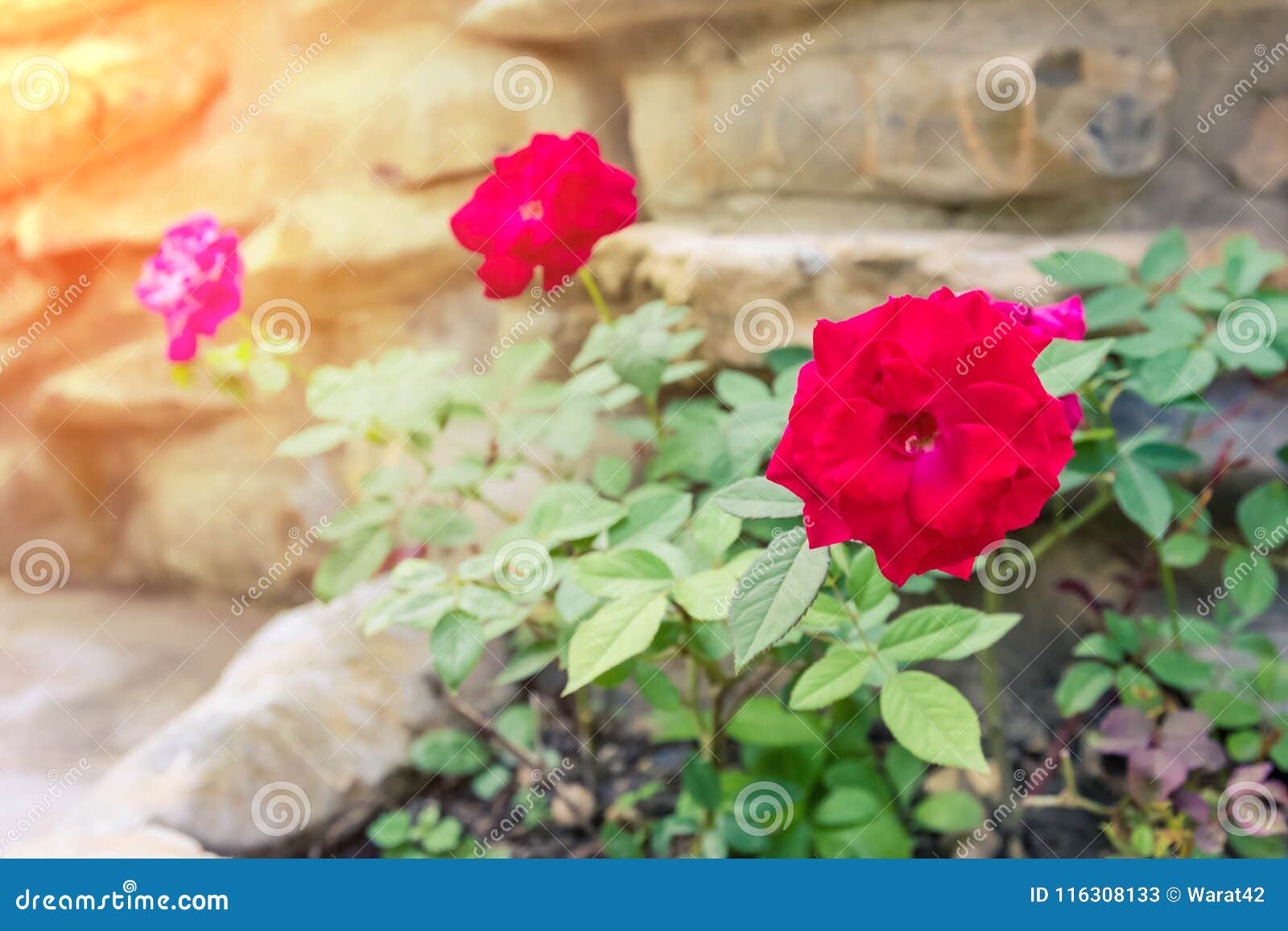 Beautiful Red Rose in Garden Stock Image - Image of petal, budding ...