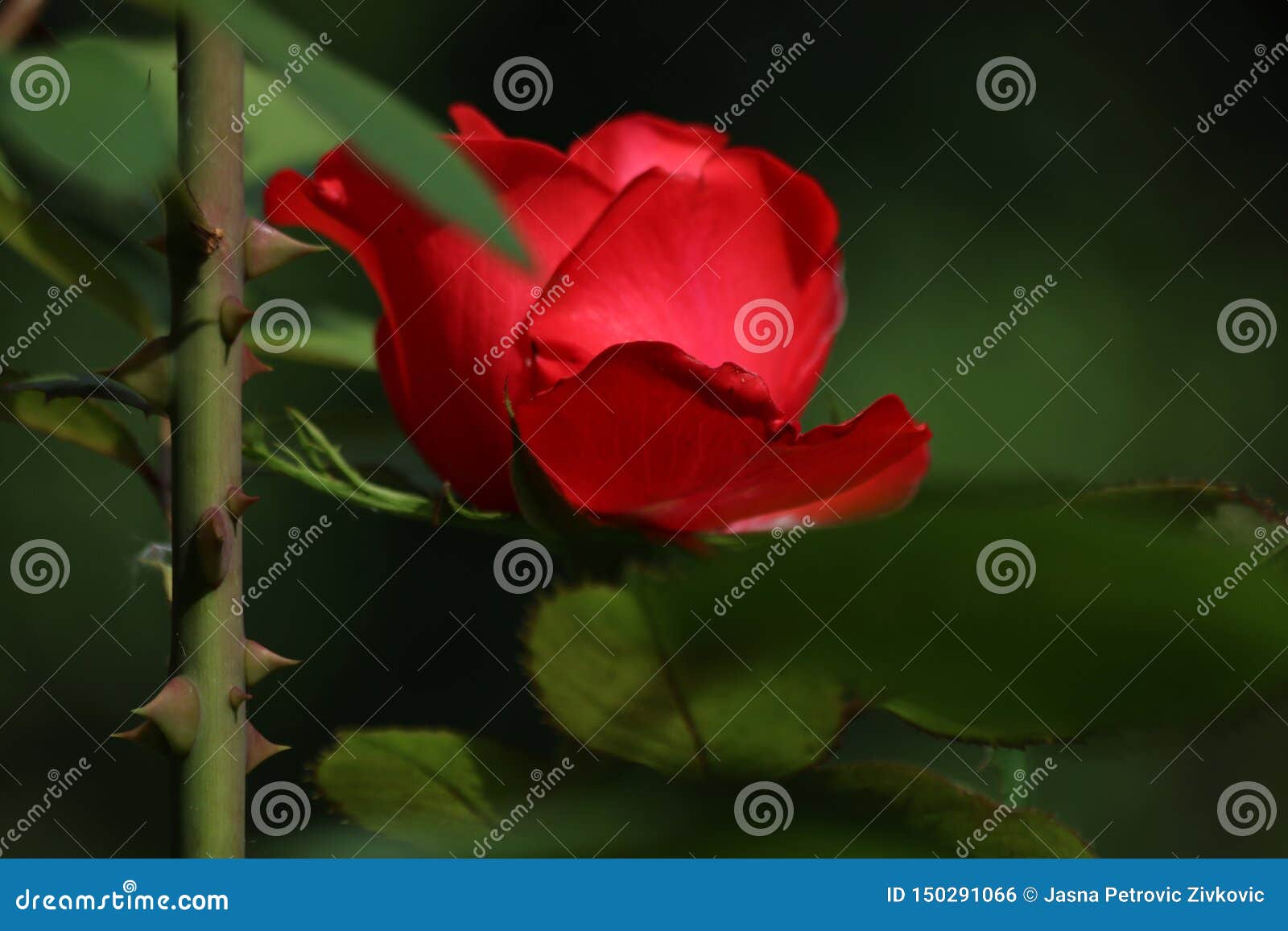 Beautiful Red Rose in Garden Stock Photo - Image of greeting, floral ...