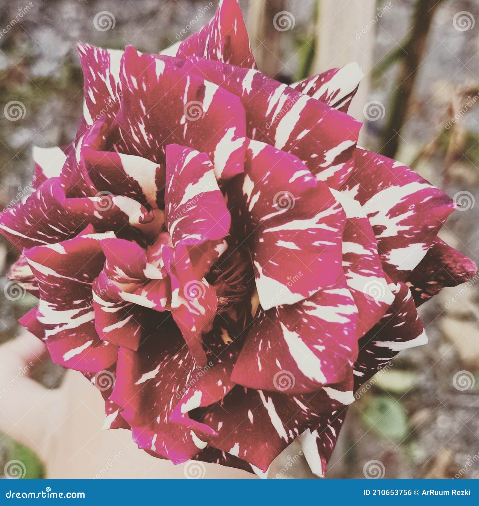 Beautiful Red Rose in Garden Stock Photo - Image of rose, garden: 210653756