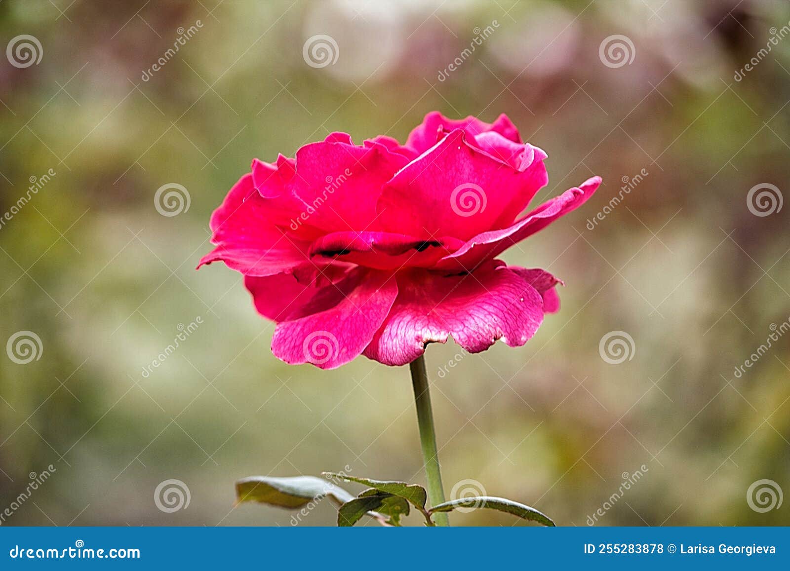 Beautiful red rose stock photo. Image of pink, yellow - 255283878