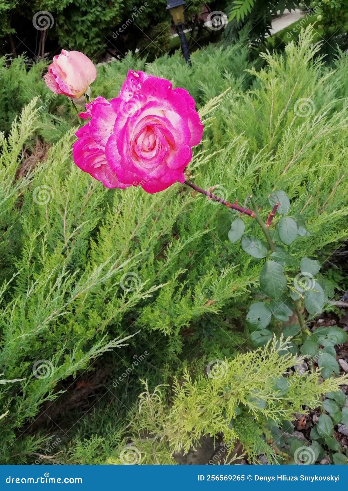 Beautiful Red Rose in the Garden Stock Image - Image of garden, flower ...