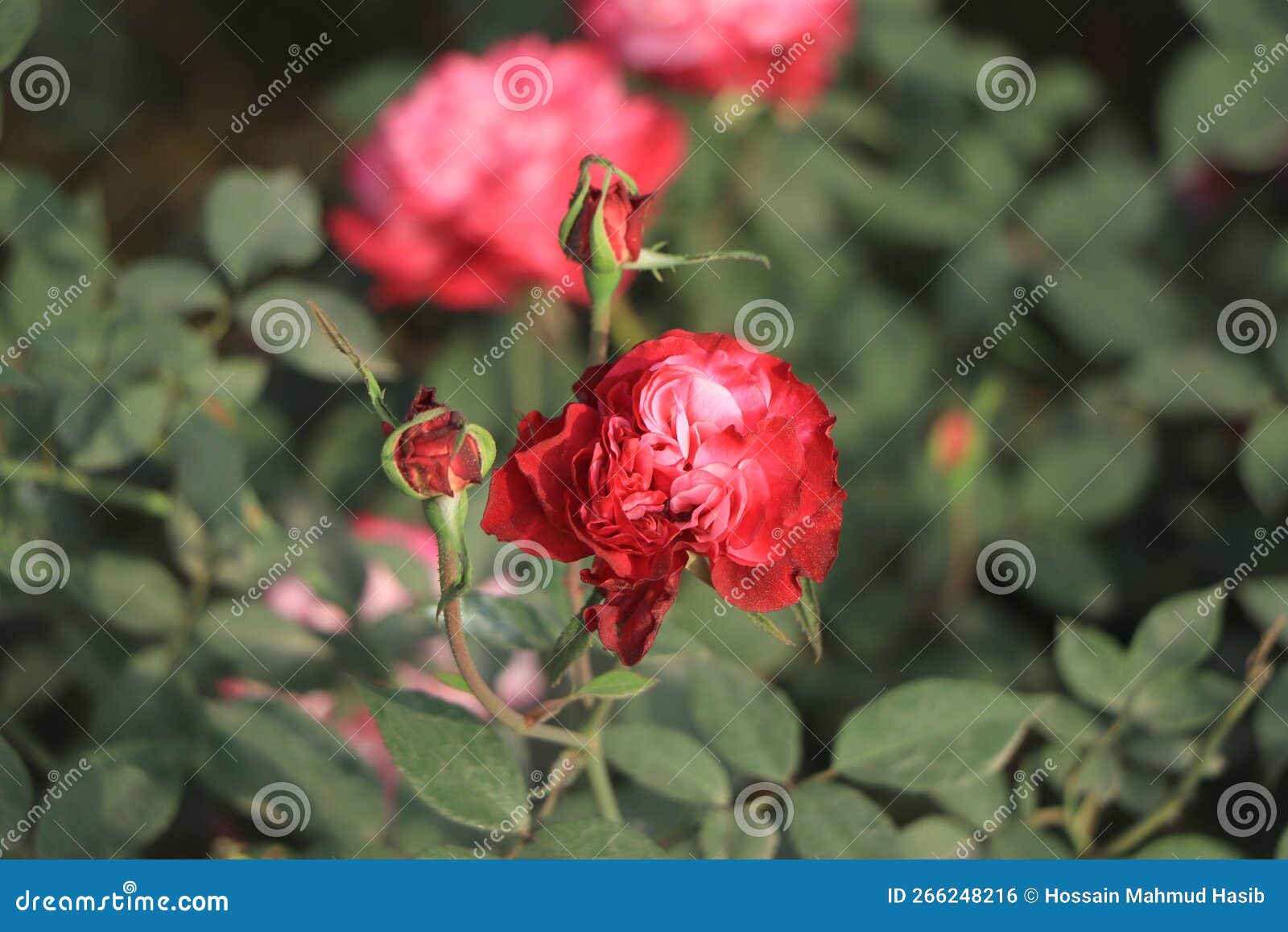 Beautiful Red Rose in a Garden Stock Photo - Image of branch, autumn ...