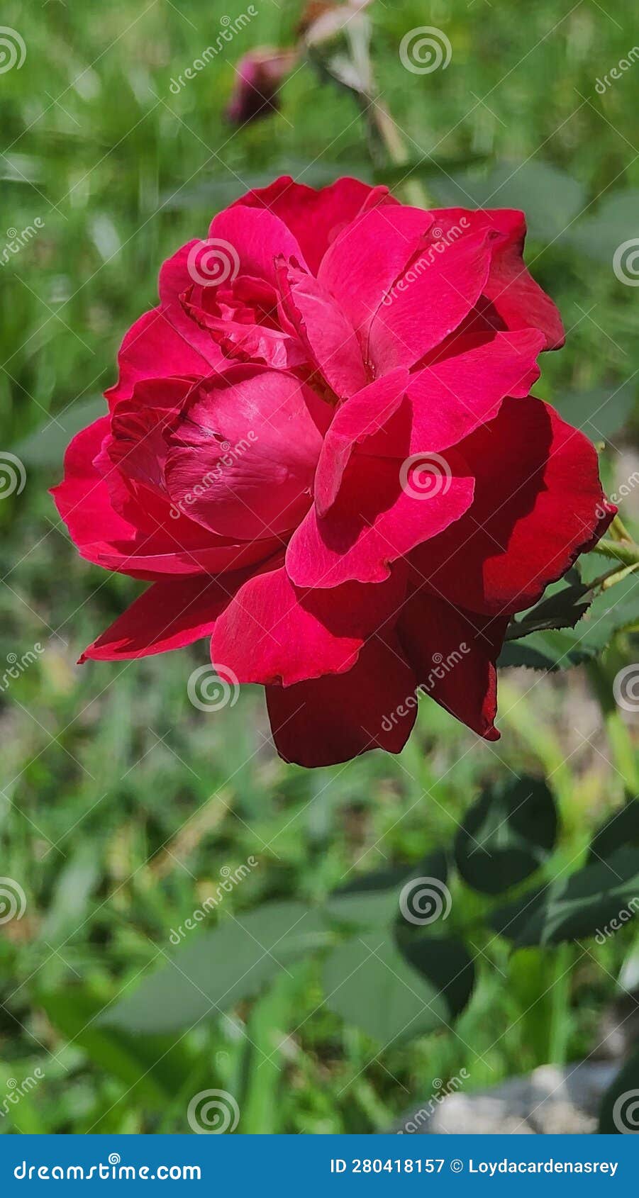Beautiful Red Rose in the Garden. Stock Image - Image of rose, flower ...