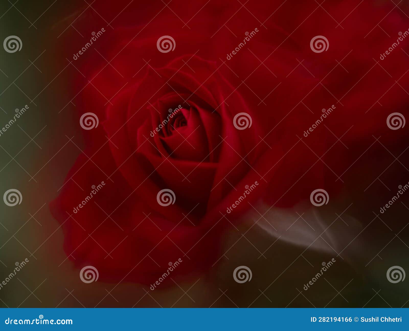 A Beautiful Red Rose in the Garden. Stock Photo - Image of garden, rose ...