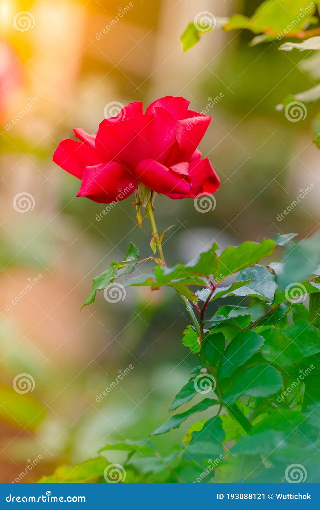Beautiful Red Rose in a Garden Stock Image - Image of macro, color ...