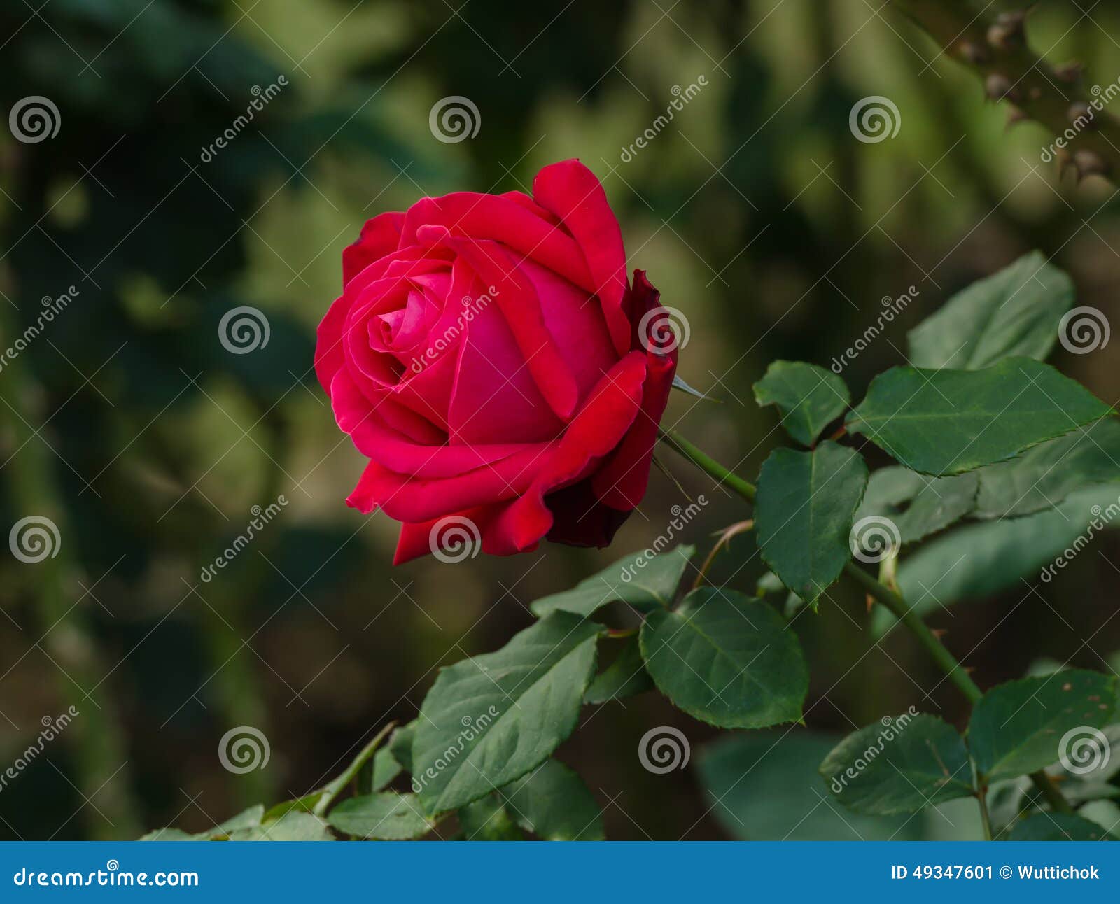 Beautiful Red Rose in a Garden Stock Image - Image of color, blossom ...