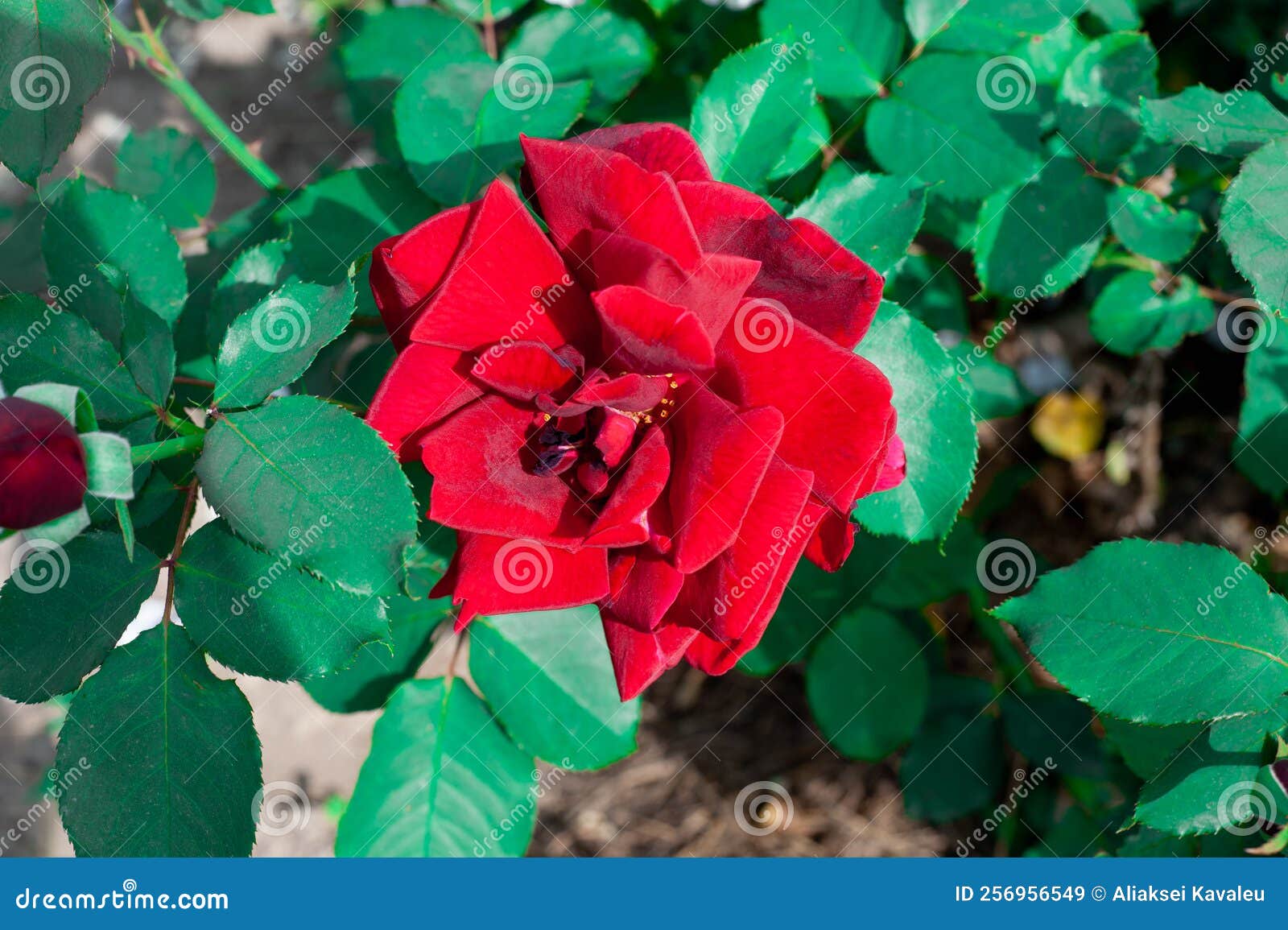 Beautiful Red Rose in a Garden Flower Stock Image - Image of love ...