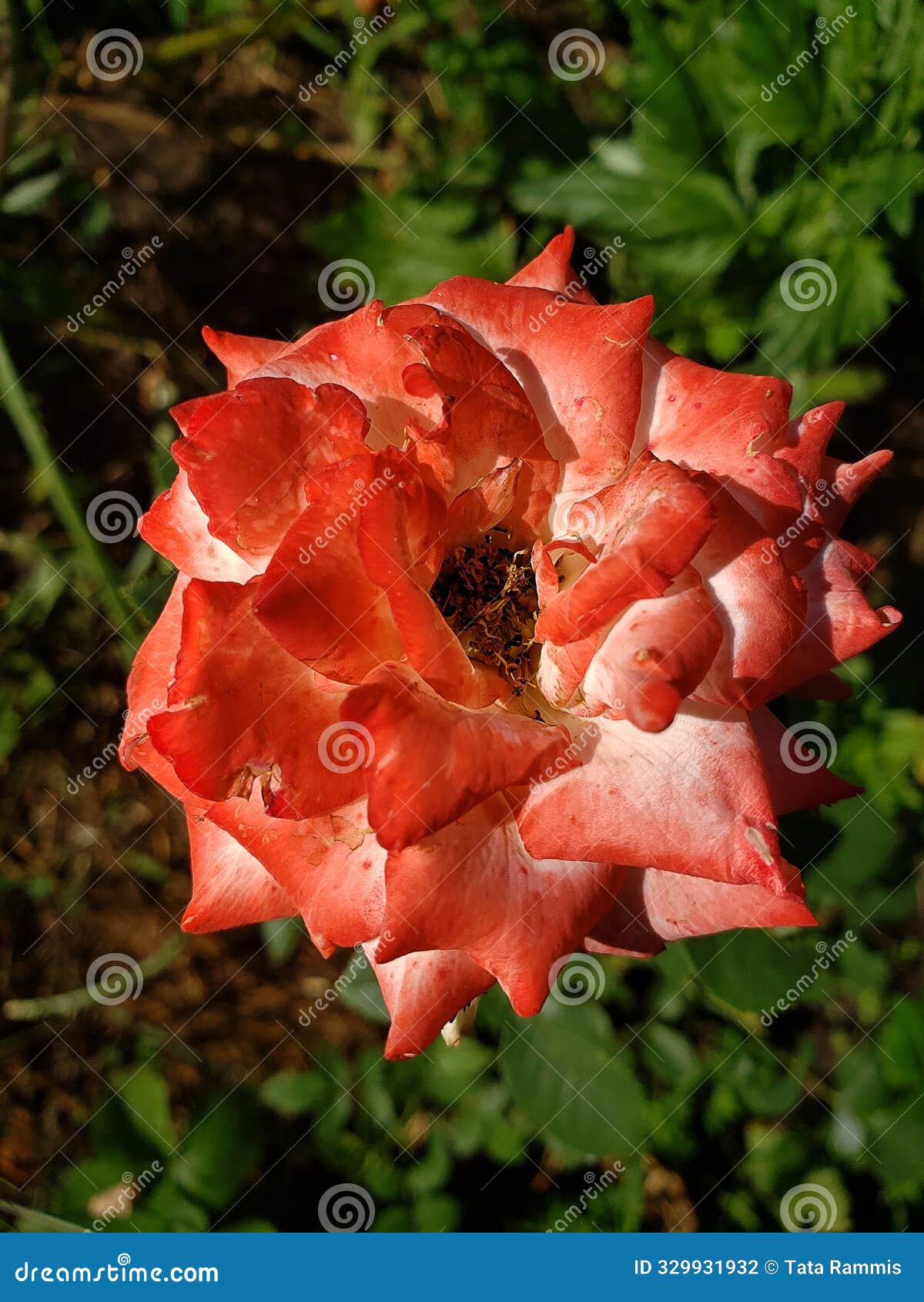 Beautiful red rose flower stock photo. Image of pink - 329931932