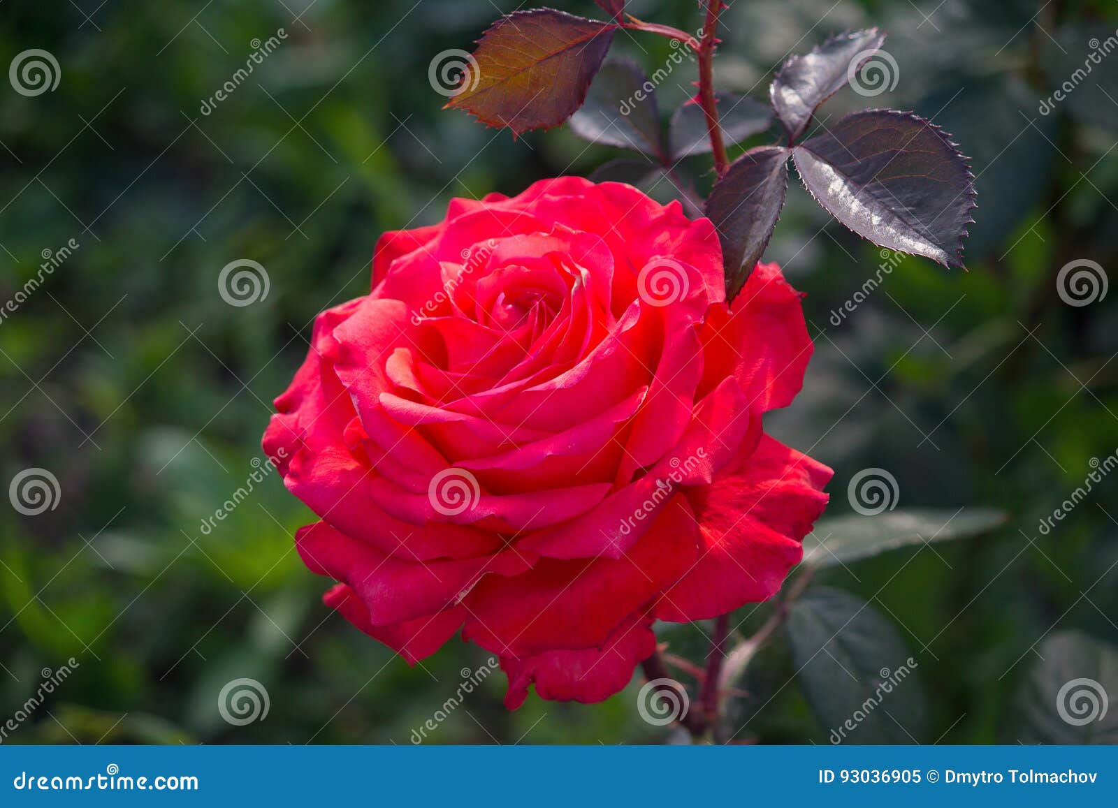 Beautiful Red Rose in the Garden Stock Image - Image of green, blooming ...