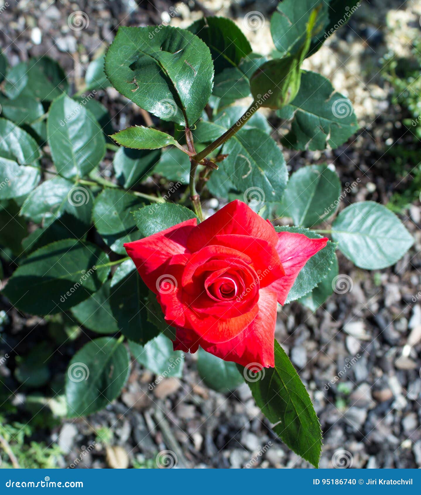 Beautiful Red Rose in the Garden Stock Photo - Image of beauty, bloom ...