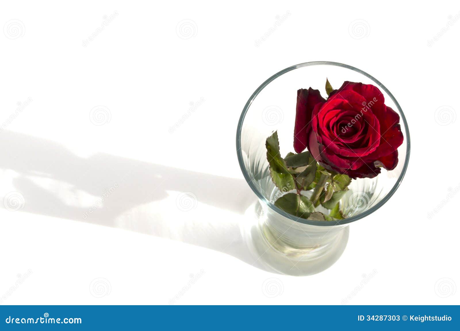 Beautiful Red Rose in Glass White Isolate Stock Image - Image of black ...