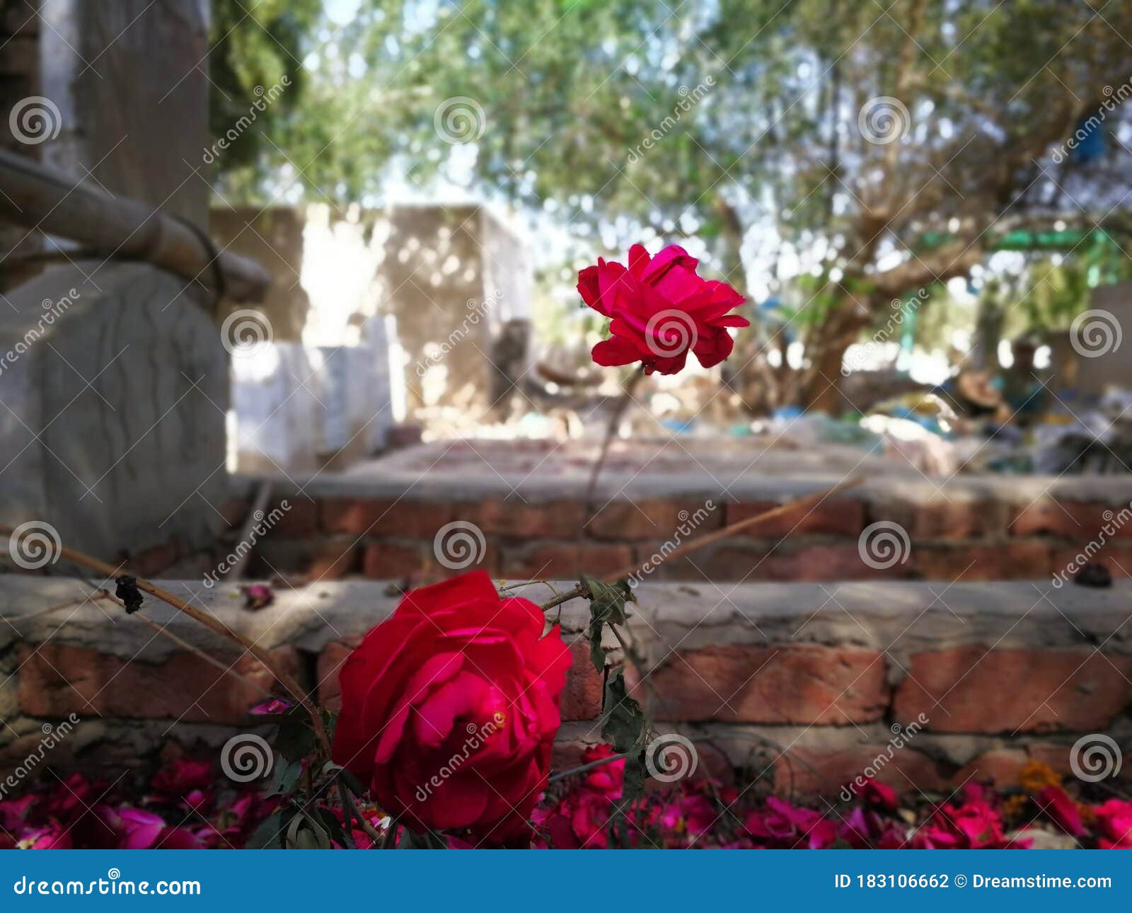 A Beautiful Red Rose on a Grave. Stock Photo - Image of costume, white ...