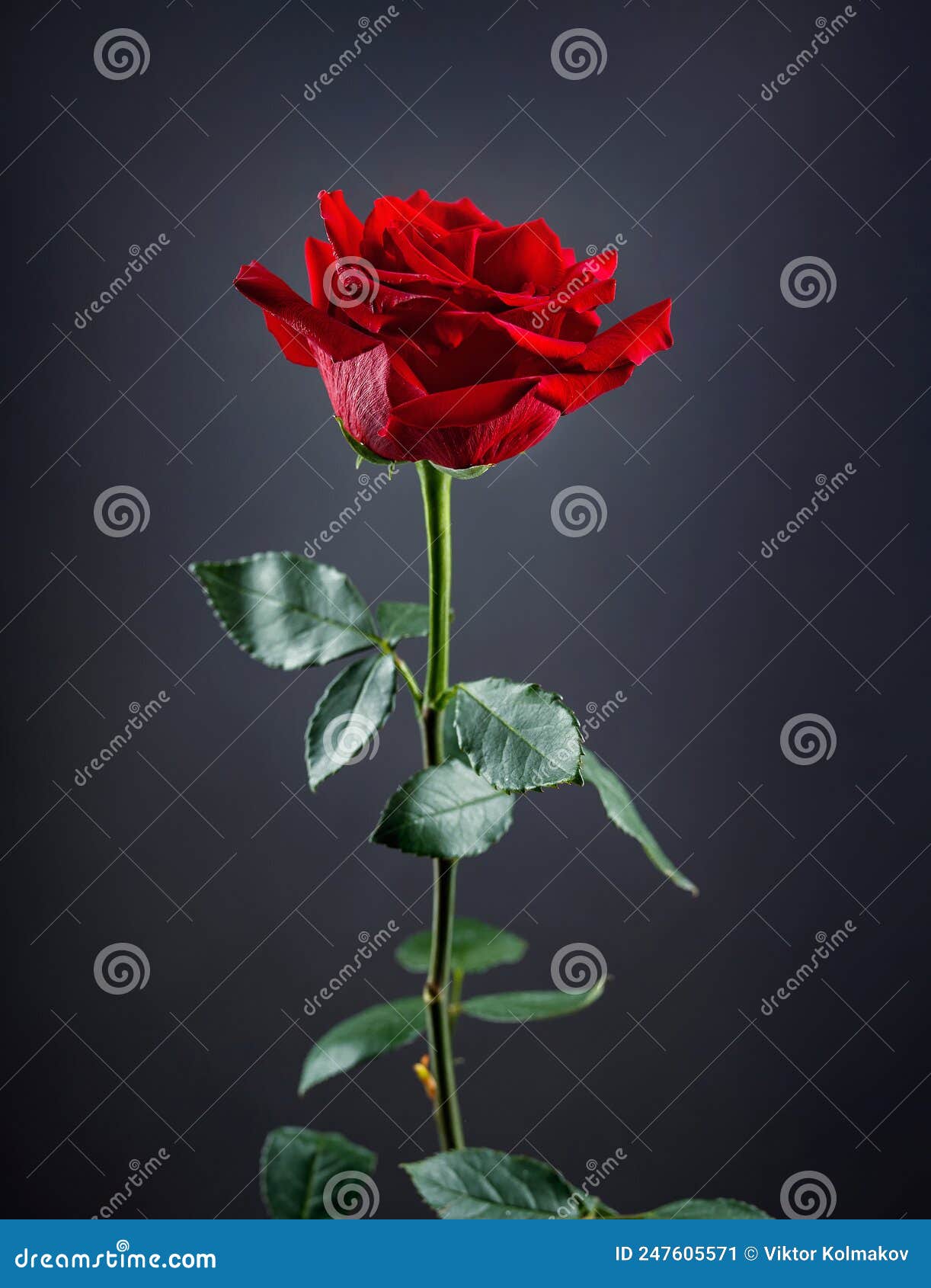 Beautiful Red Rose on a Gray Background Stock Image - Image of blossom ...