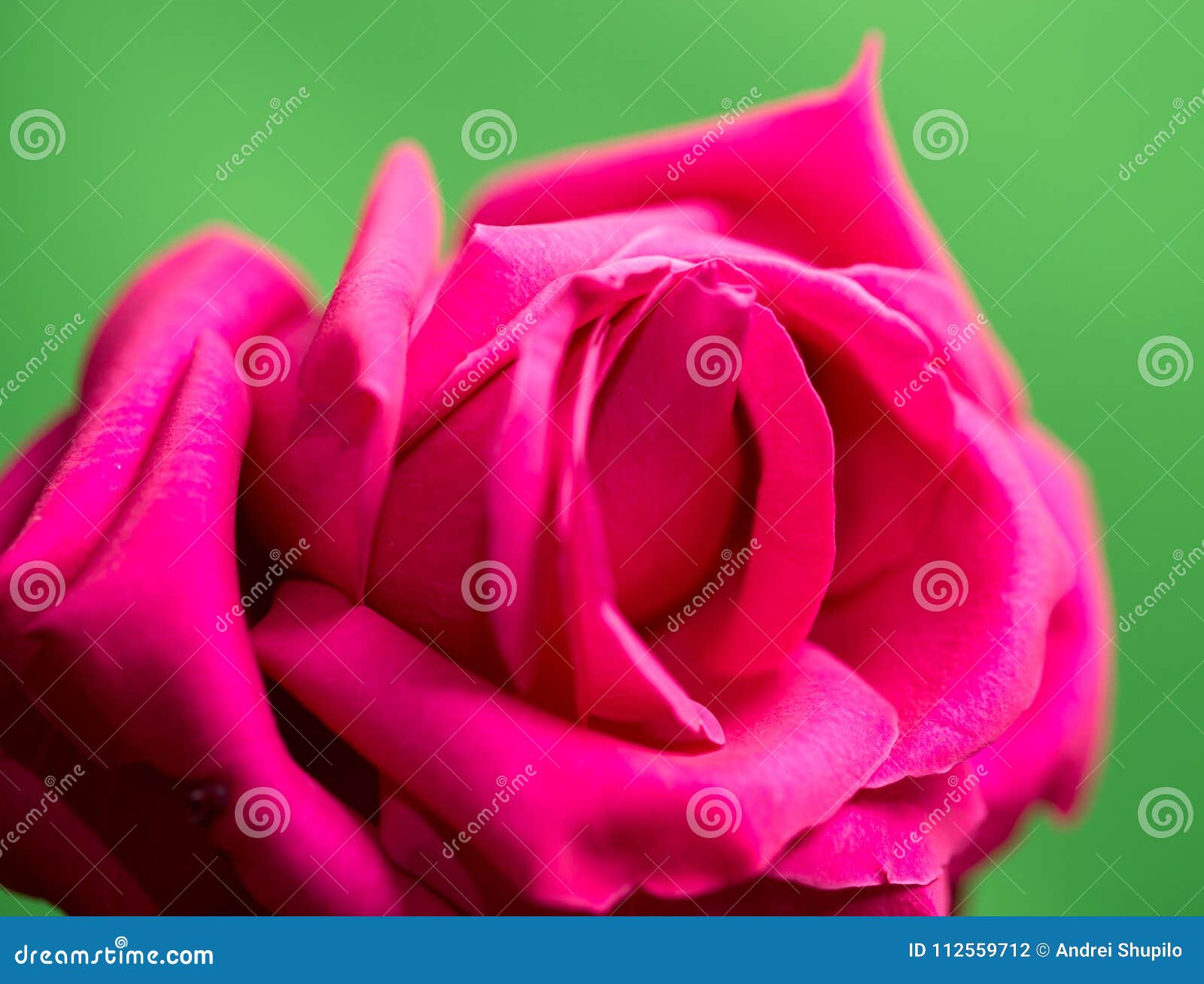Beautiful Red Rose on a Green Background Stock Photo - Image of summer ...