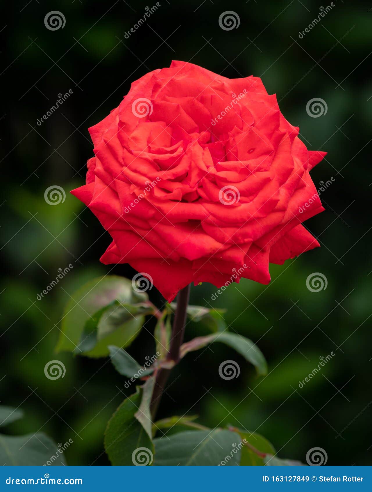 A Beautiful Red Rose Growing in a Park Stock Image - Image of romantic ...