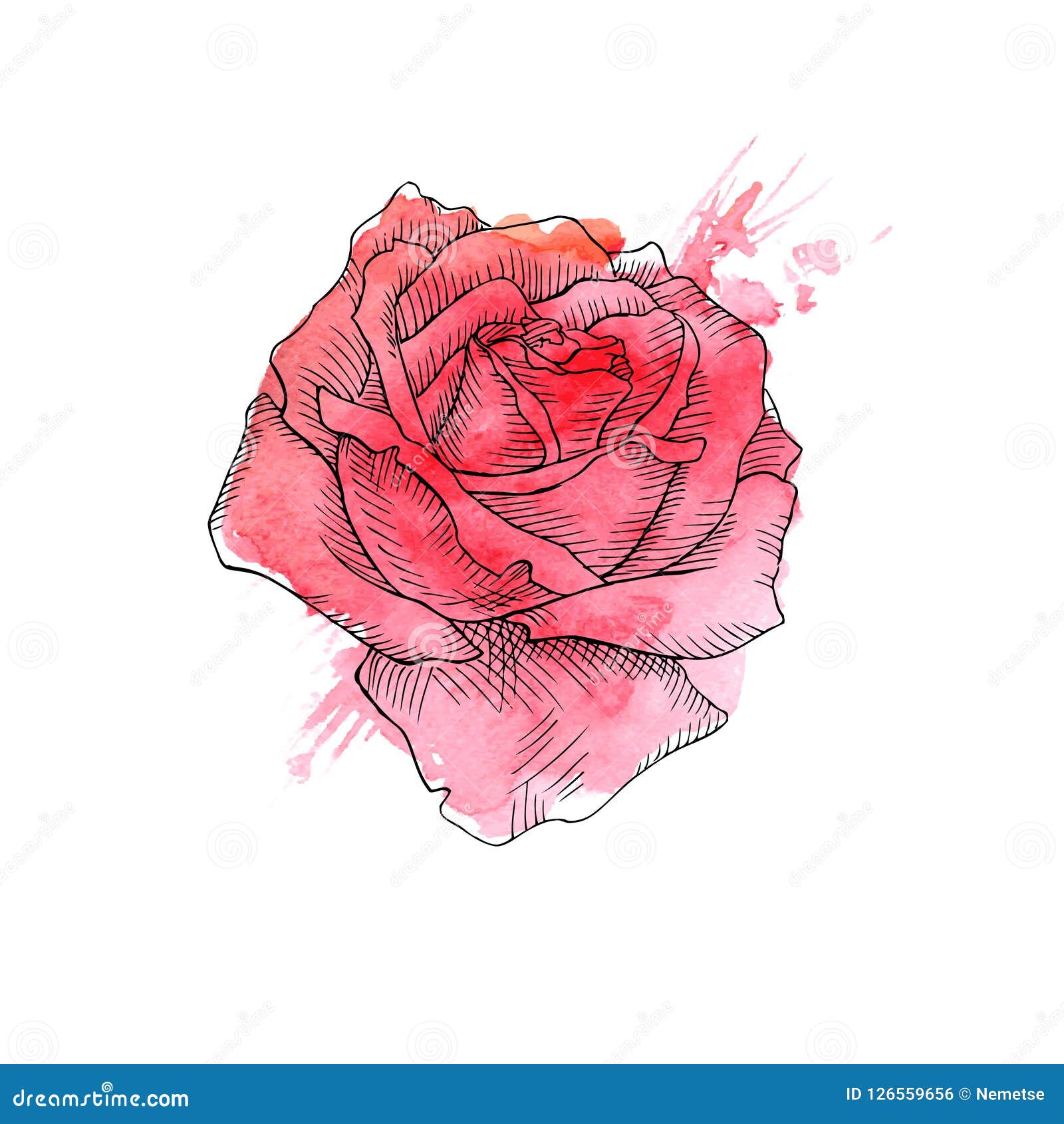 Beautiful Red Rose Hand Drawn Stock Vector - Illustration of painted ...