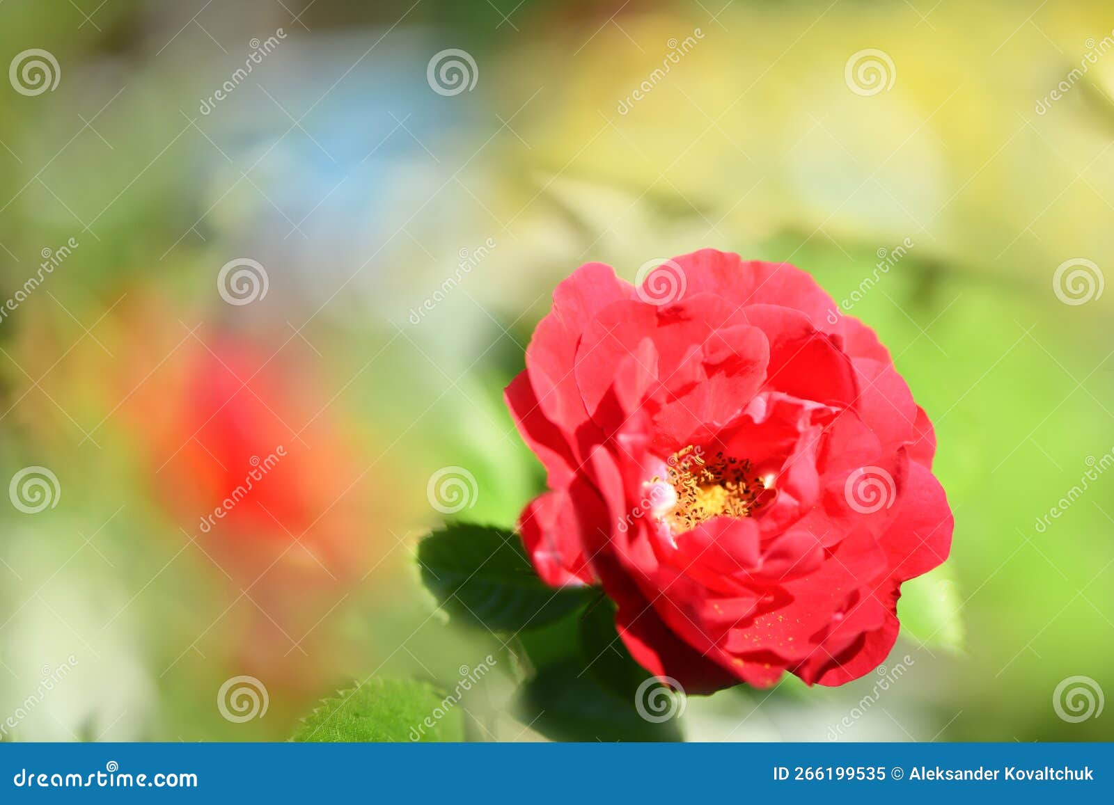 Beautiful Red Rose. High Resolution Photo Stock Image - Image of ...