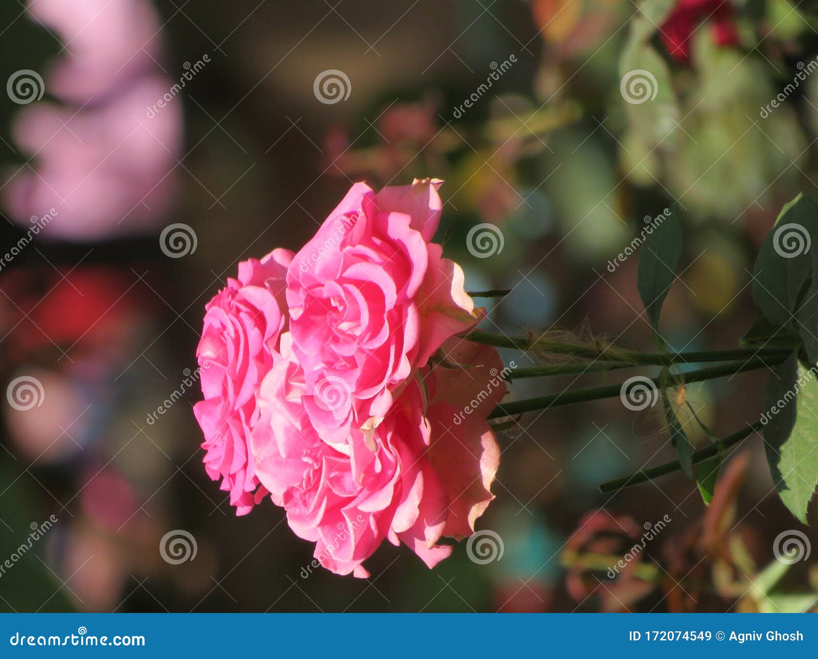 Beautiful Red Rose in a Indian Garden Stock Image - Image of garden ...