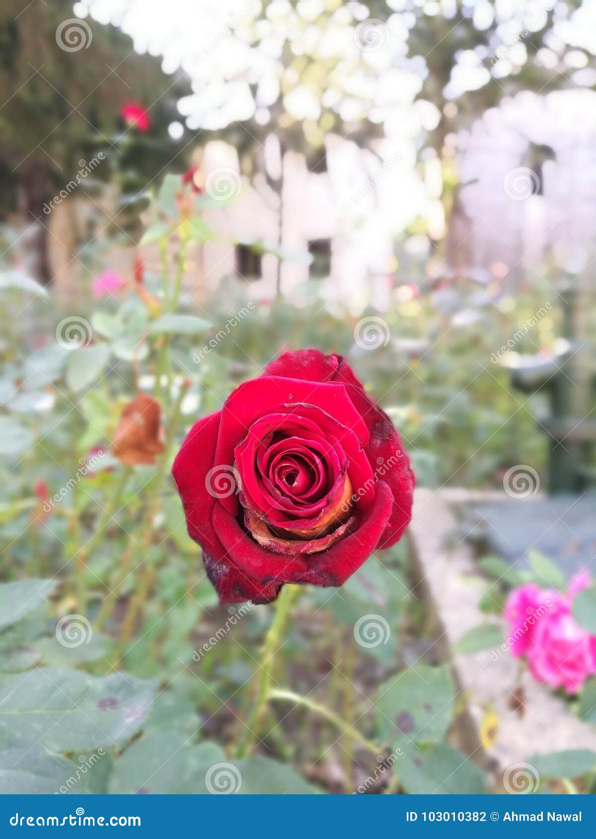 Red Rose at Topkapi Palace stock photo. Image of istanbul - 103010382