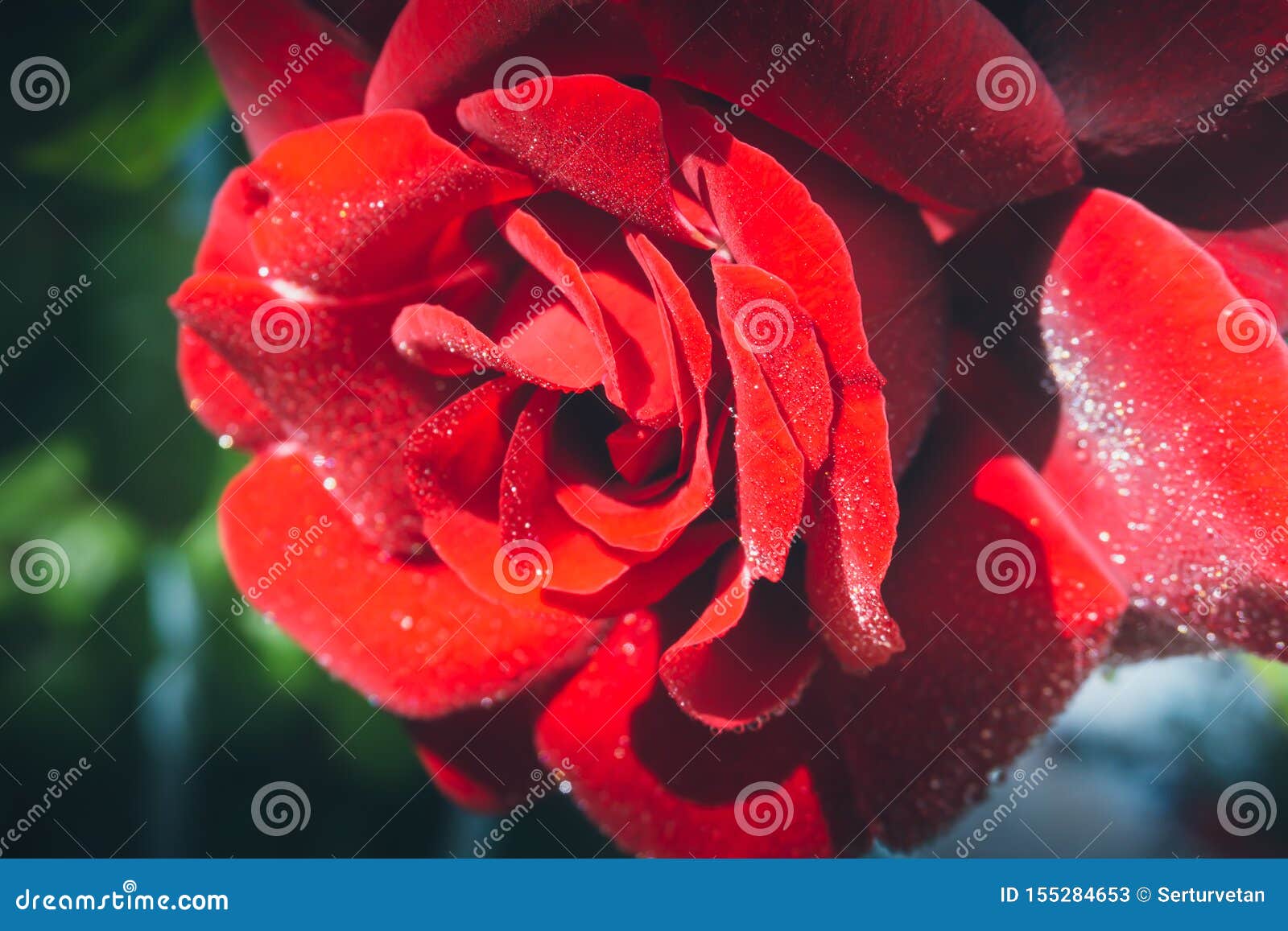 14,751 Beautiful Rose Dew Drops Stock Photos - Free & Royalty-Free ...