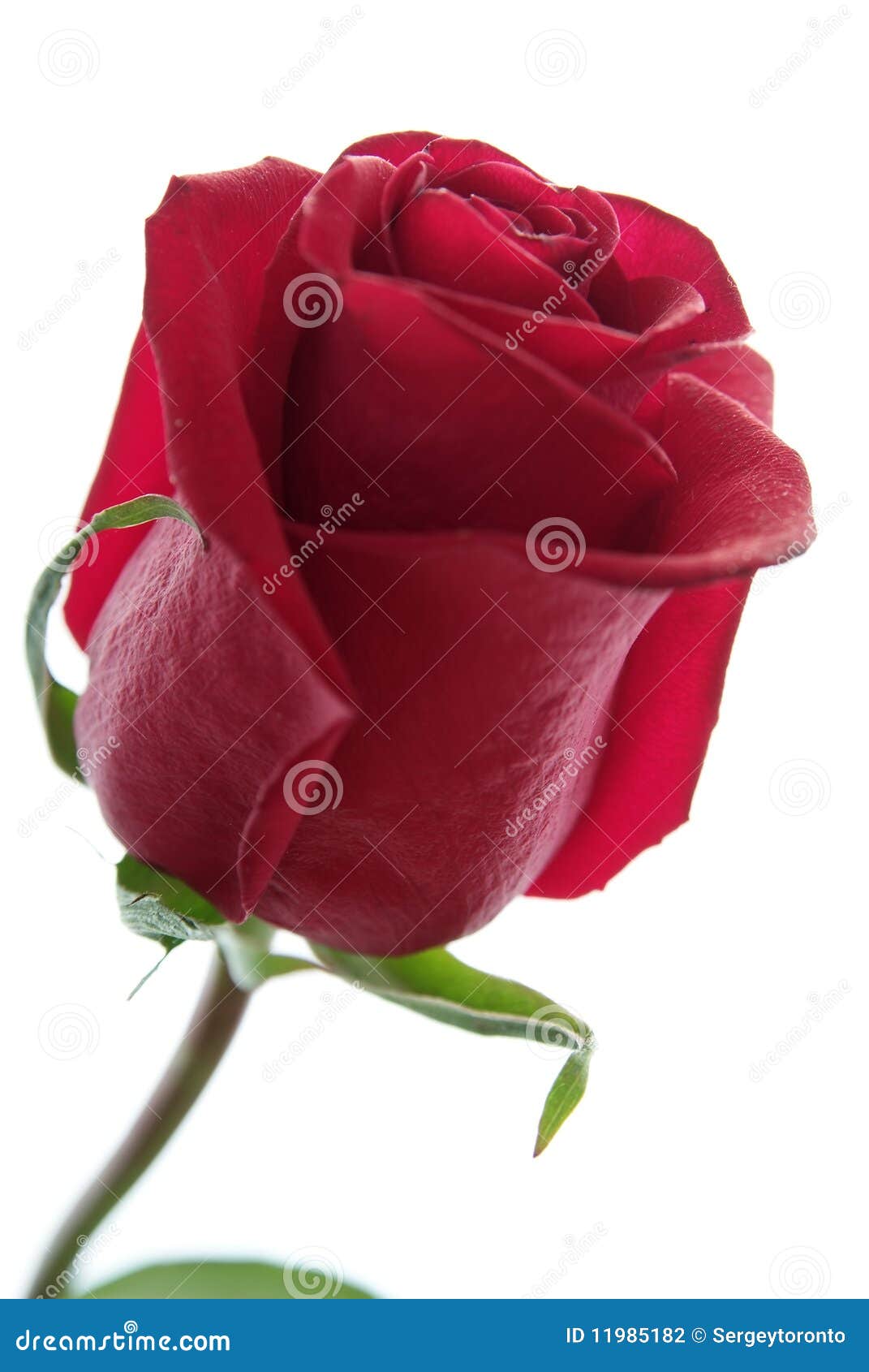 Beautiful Red Rose Isolated on White Stock Photo - Image of greeting ...