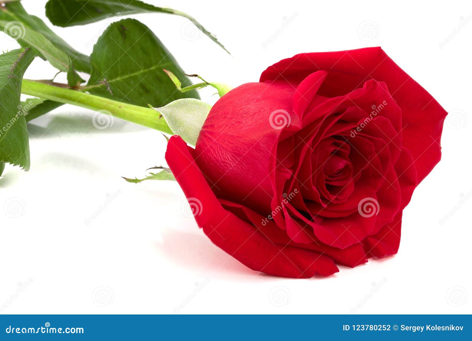 Beautiful Red Rose Isolated on White Background Stock Photo - Image of ...