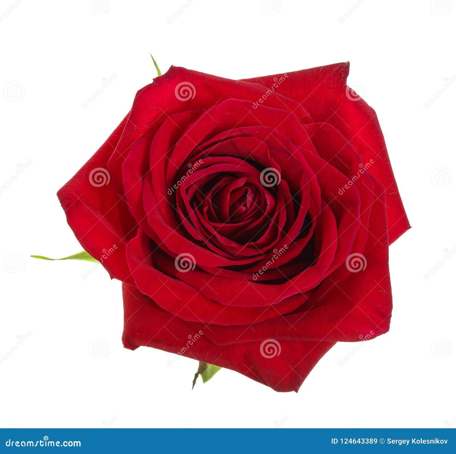 Beautiful Red Rose Isolated on White Background Stock Image - Image of ...