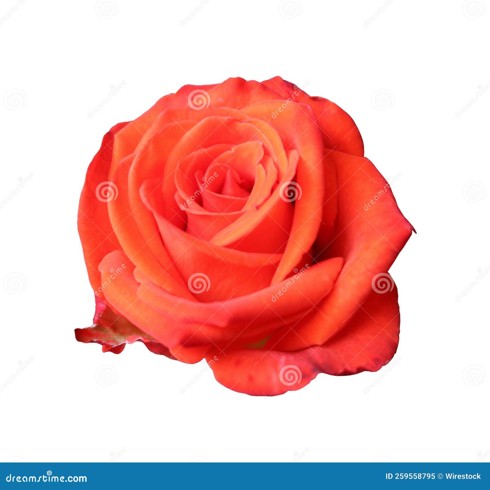 Beautiful Red Rose Isolated on a White Background Stock Image - Image ...