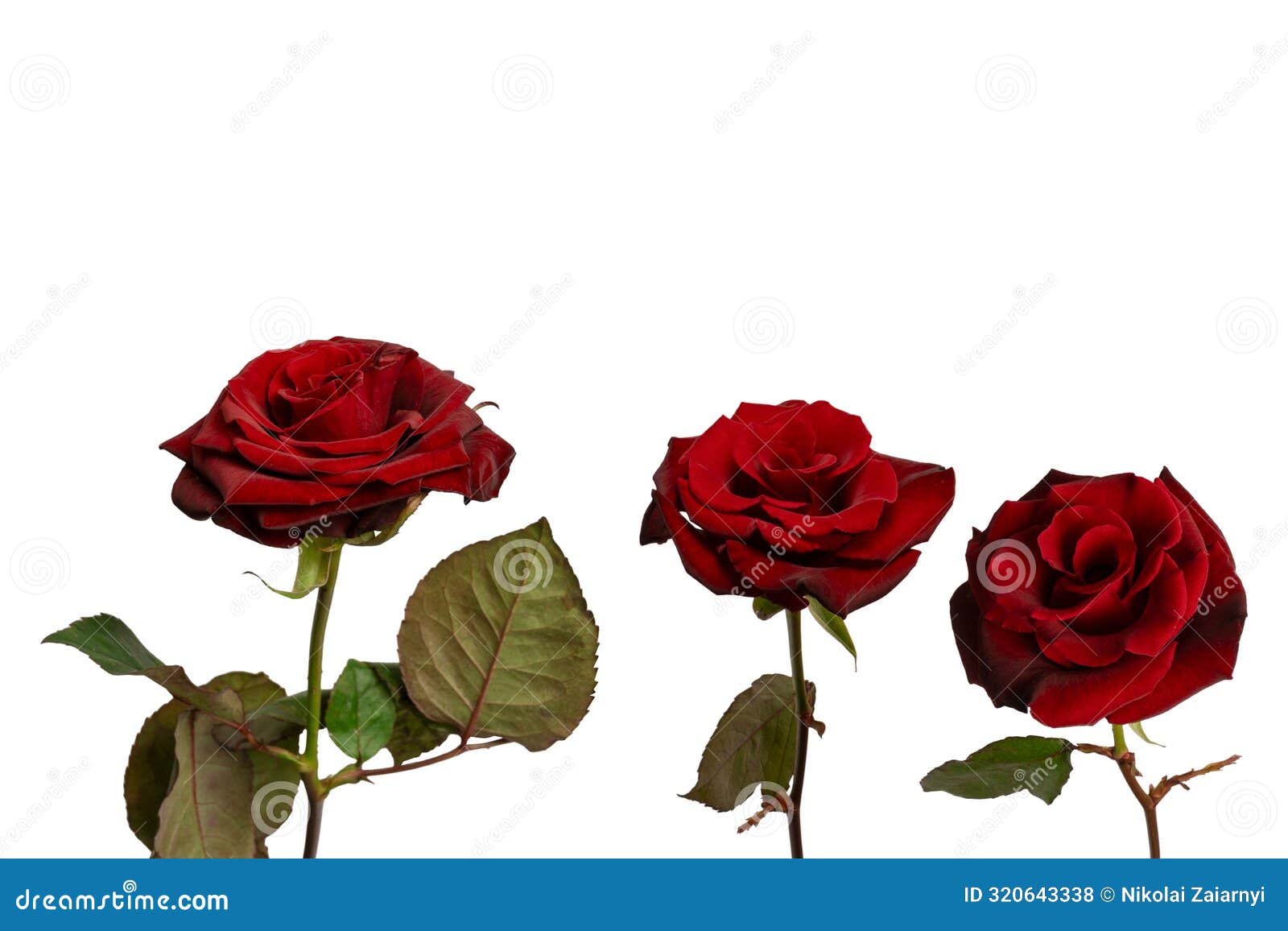 Beautiful Red Rose Isolated on White Background Stock Photo - Image of ...