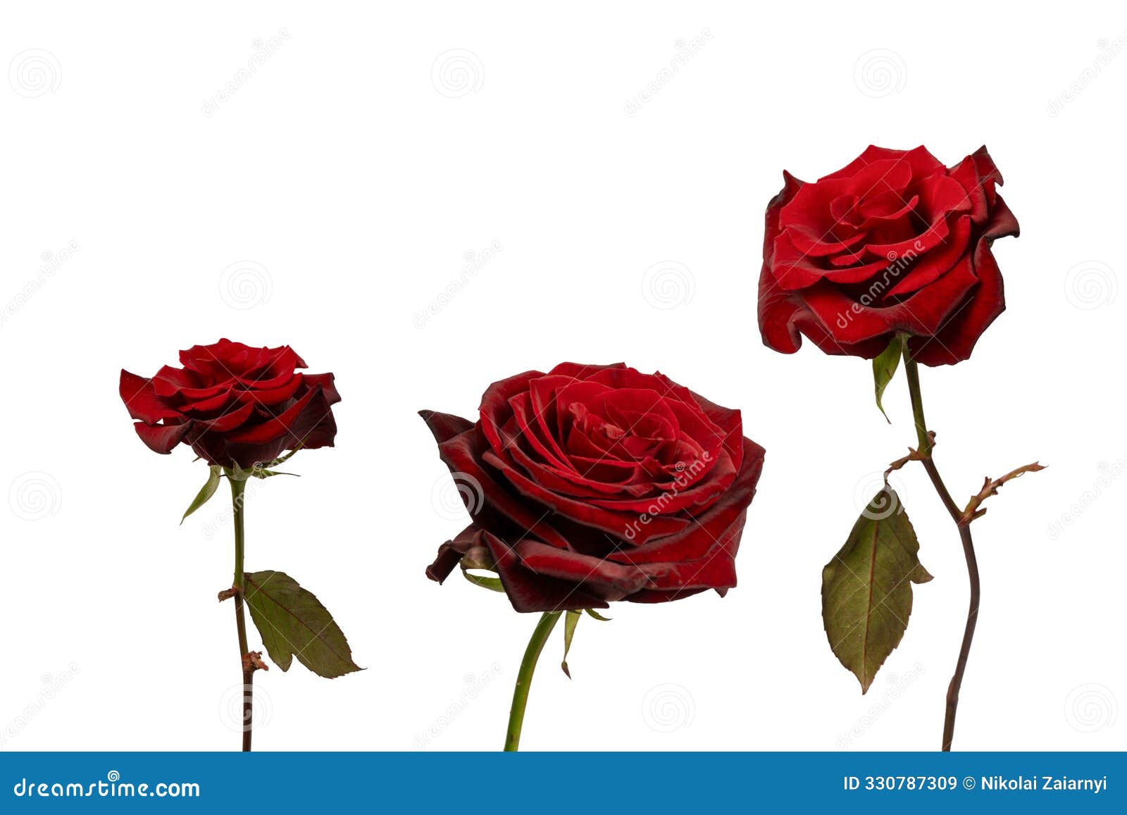Beautiful Red Rose Isolated on White Background Stock Image - Image of ...