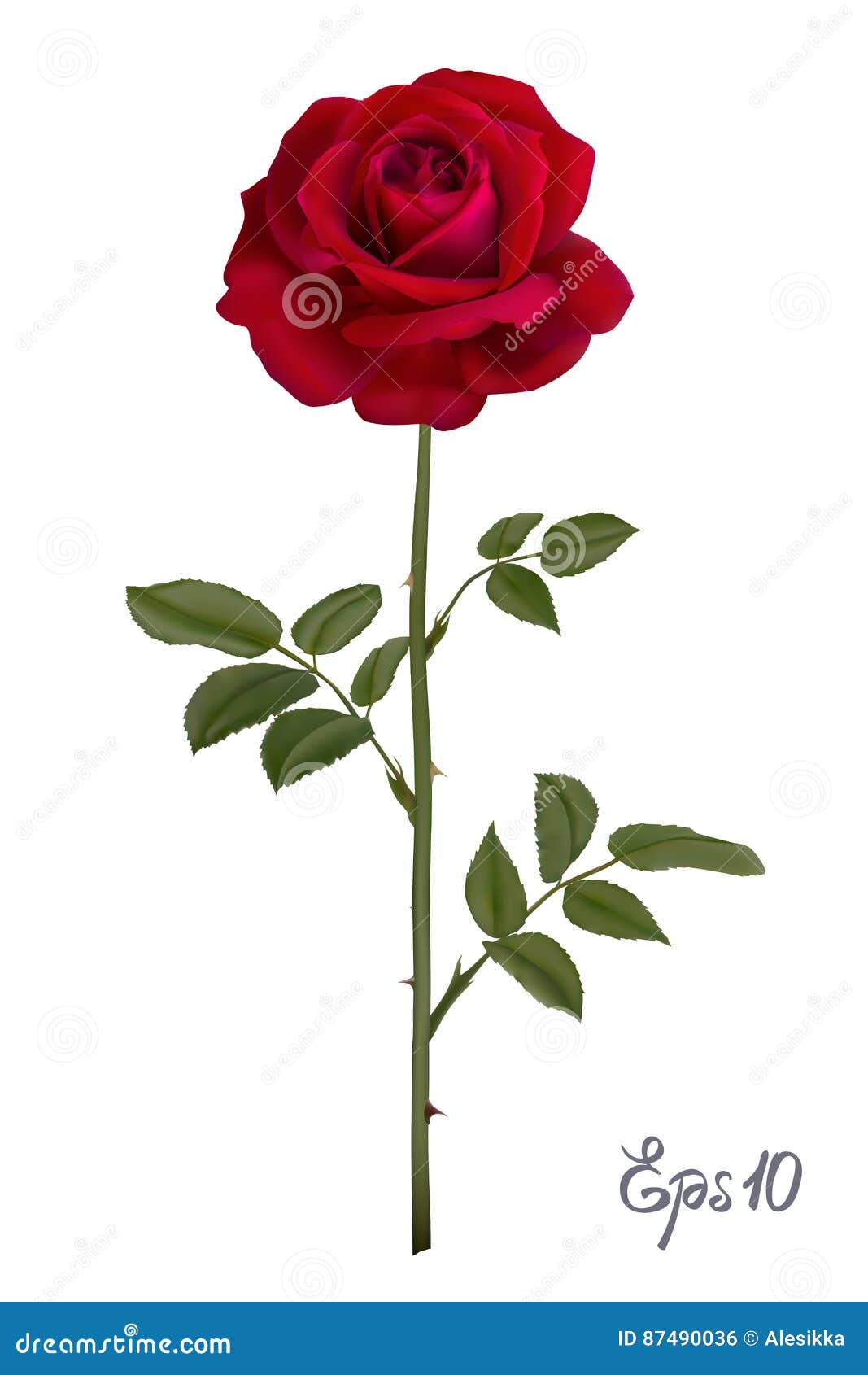 Beautiful Red Rose White Background Stock Illustrations – 48,631 ...