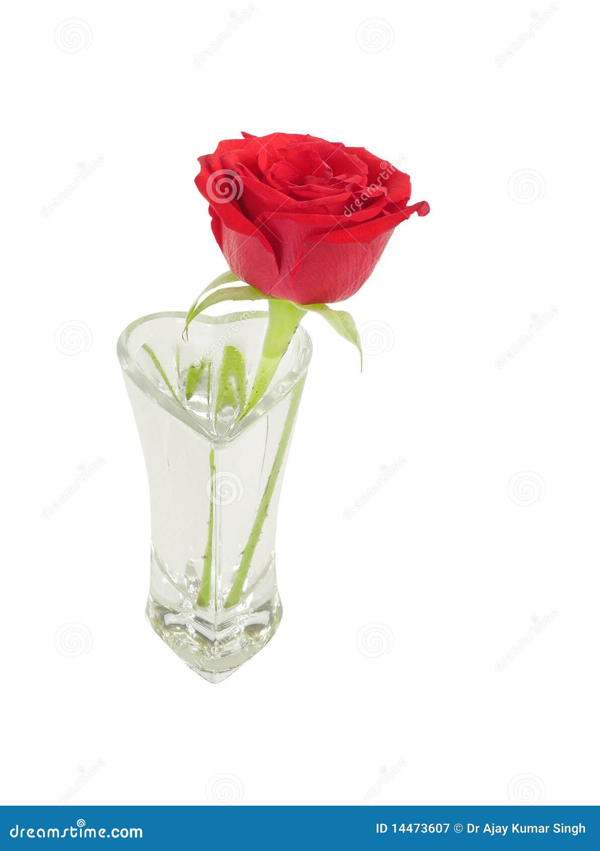 A Beautiful Red Rose Kept in a Glass Vase Stock Image - Image of farm ...