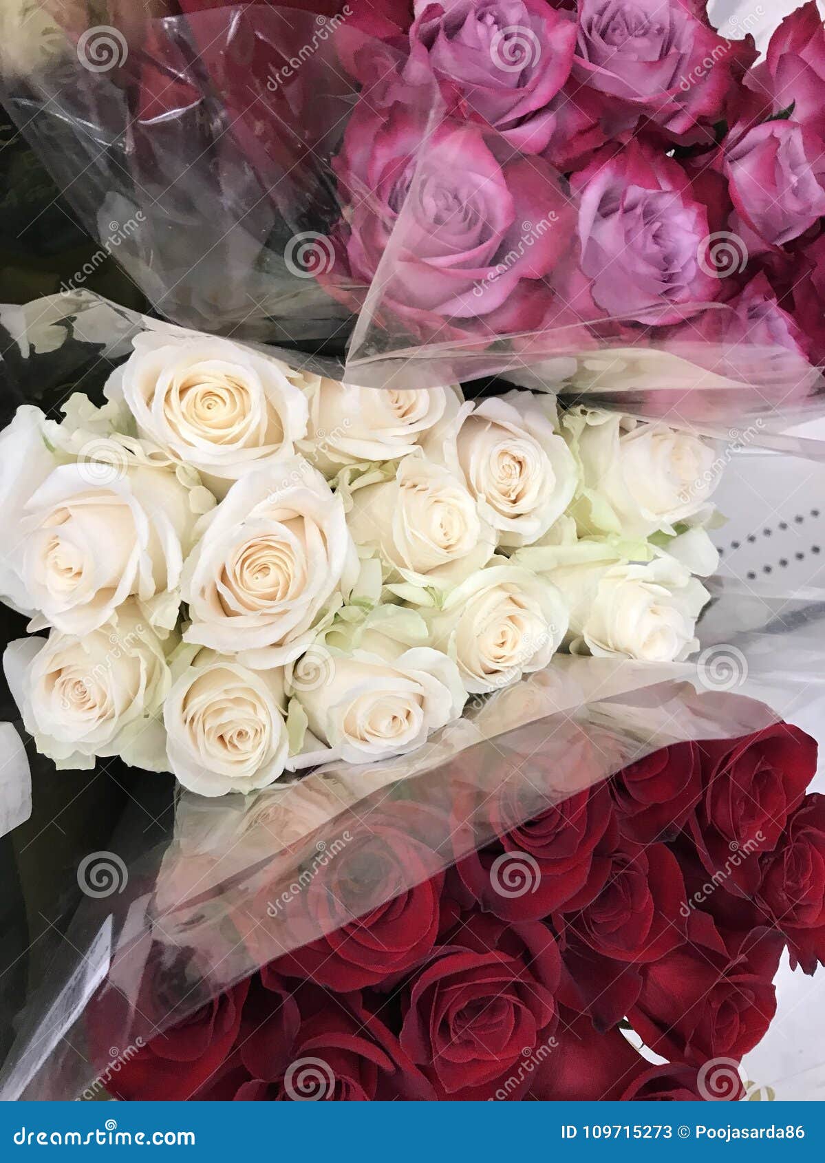 Rose stock image. Image of laying, rose, beautiful, table - 109715273