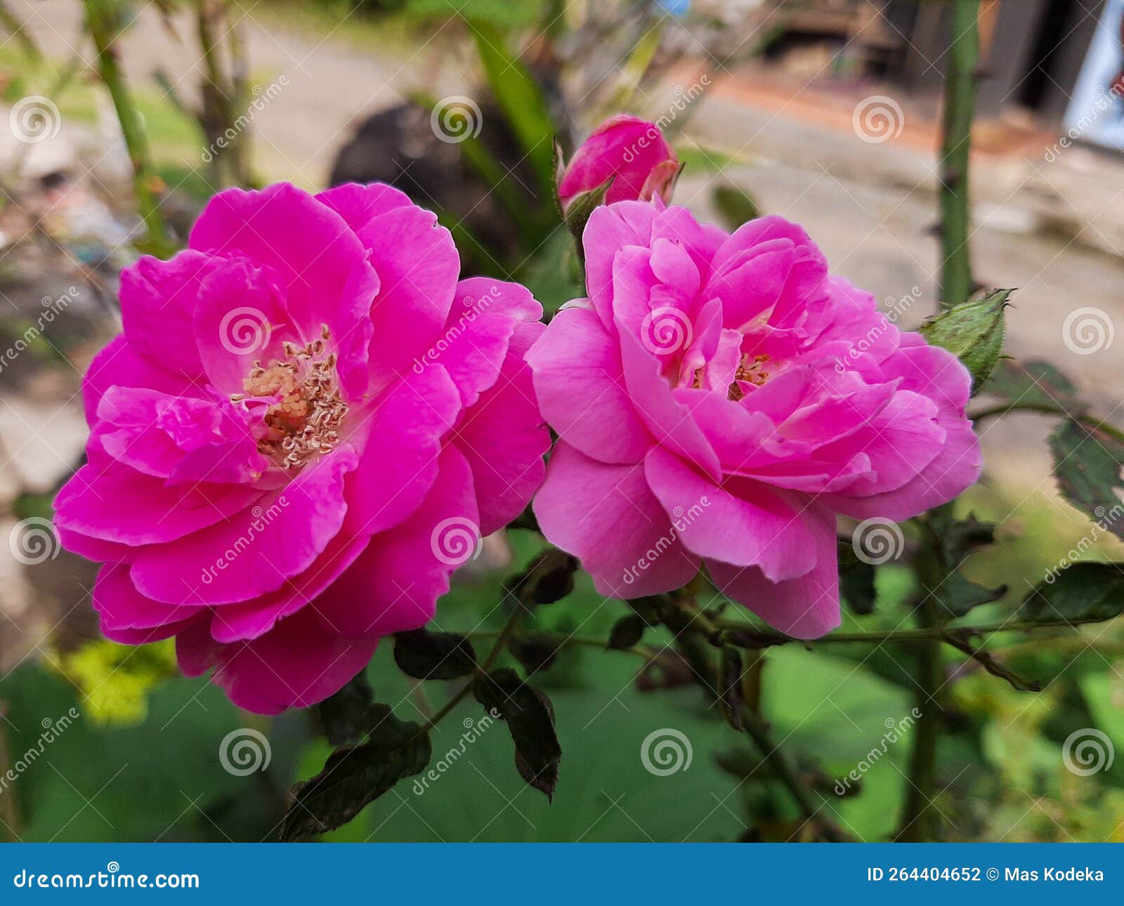 A Beautiful Red Rose Like Your Heart Stock Photo - Image of like, lilac ...