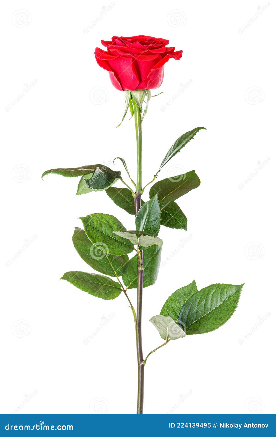 Beautiful Red Rose with Long Stem Isolated on White Background Stock ...