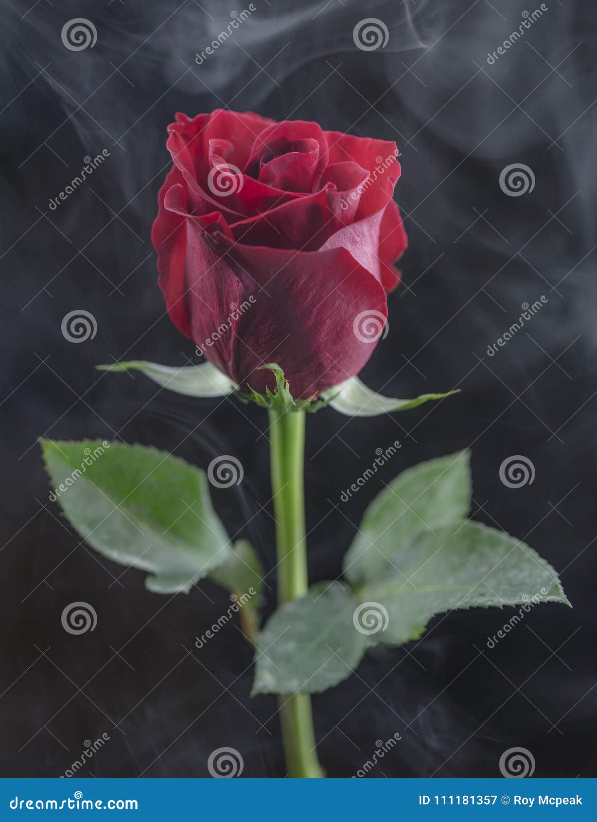 Smoking Rosie stock image. Image of color, petal, stunning - 111181357