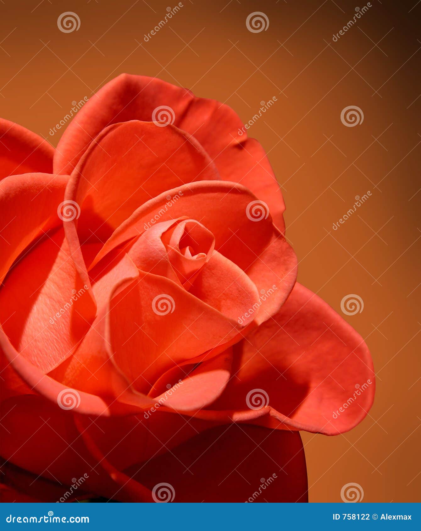 Beautiful Red Rose Macro on Brown Background Stock Photo - Image of ...
