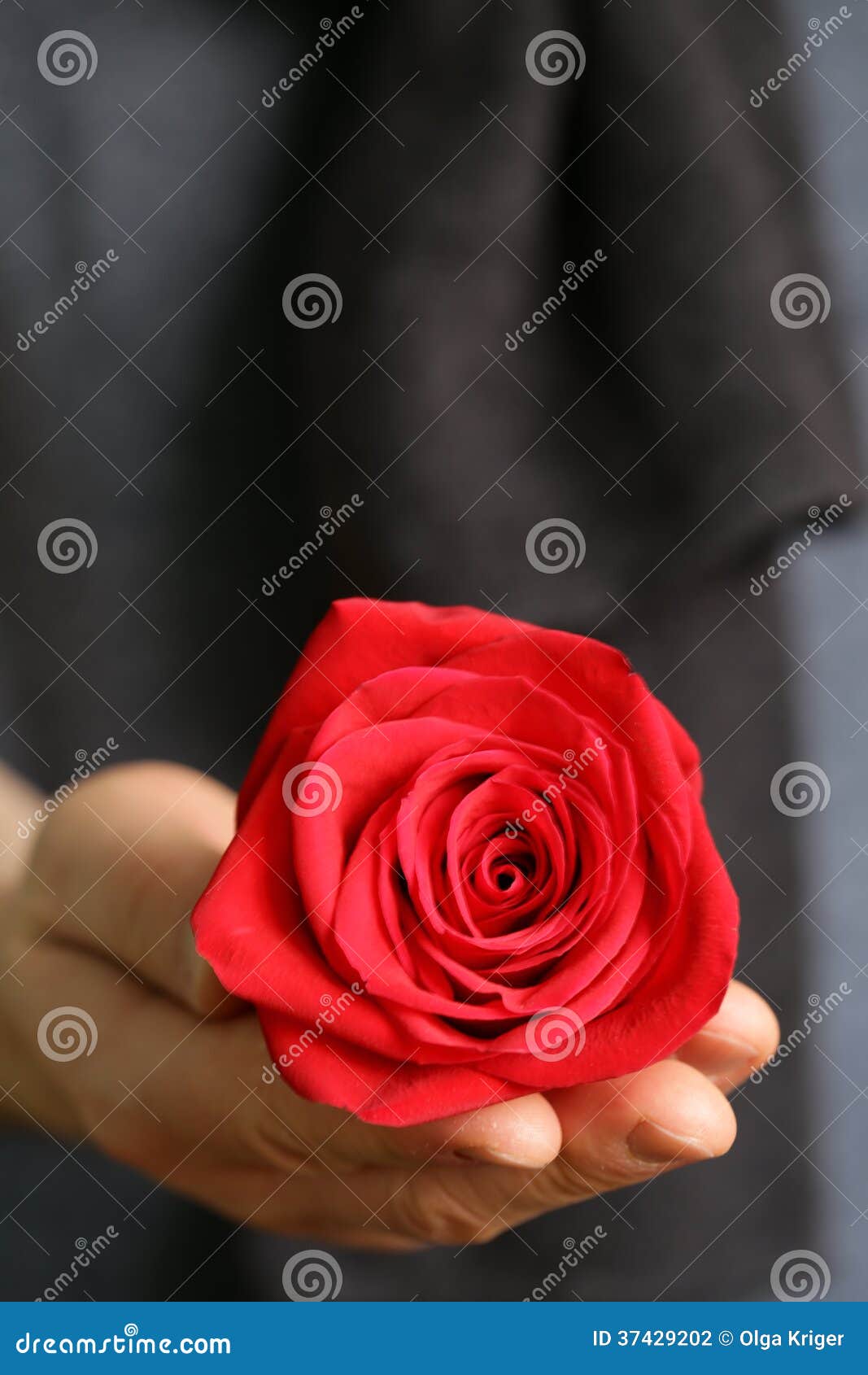 Beautiful Red Rose in Male Hands Stock Photo - Image of holiday, gift ...