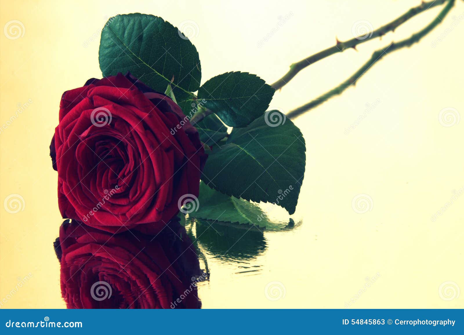 Beautiful red rose stock image. Image of fragrant, bunch - 54845863