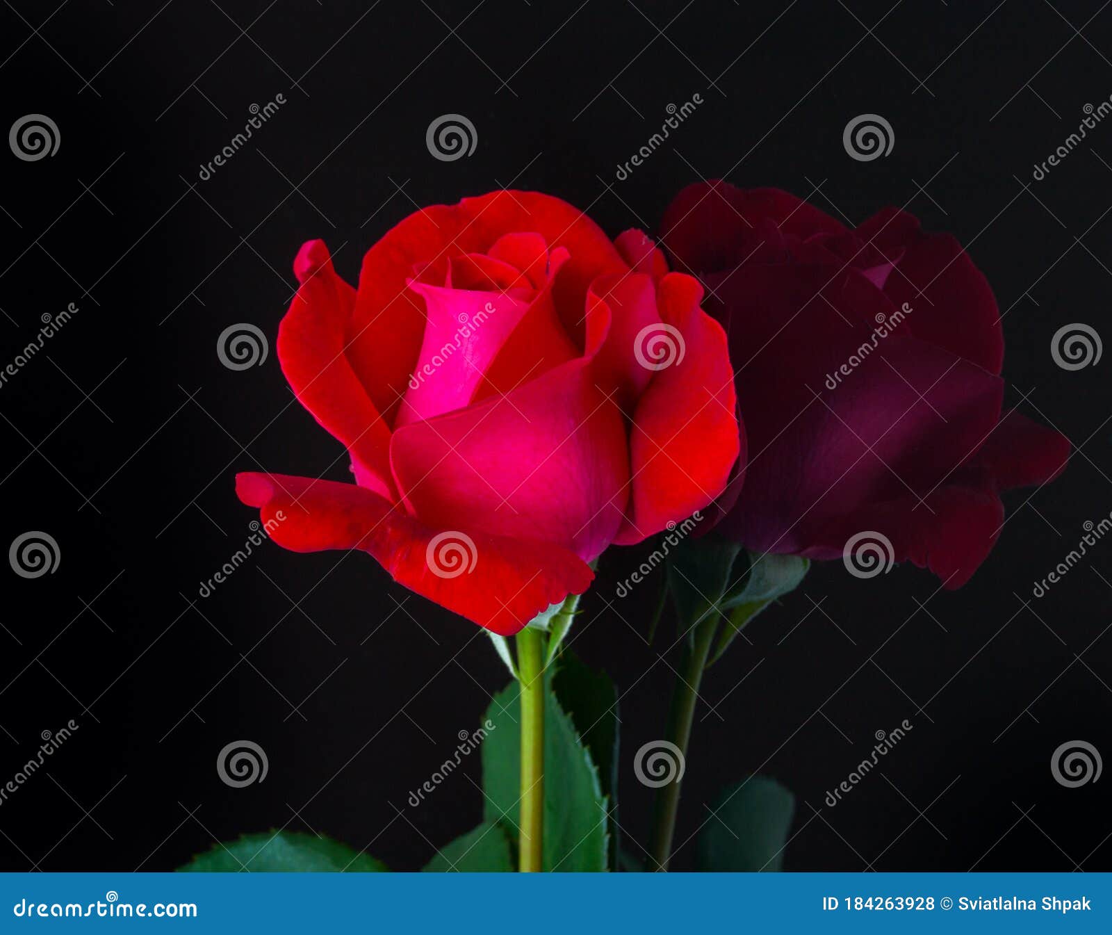 Beautiful Red Rose, Mirror Reflection on Black Background Stock Photo ...