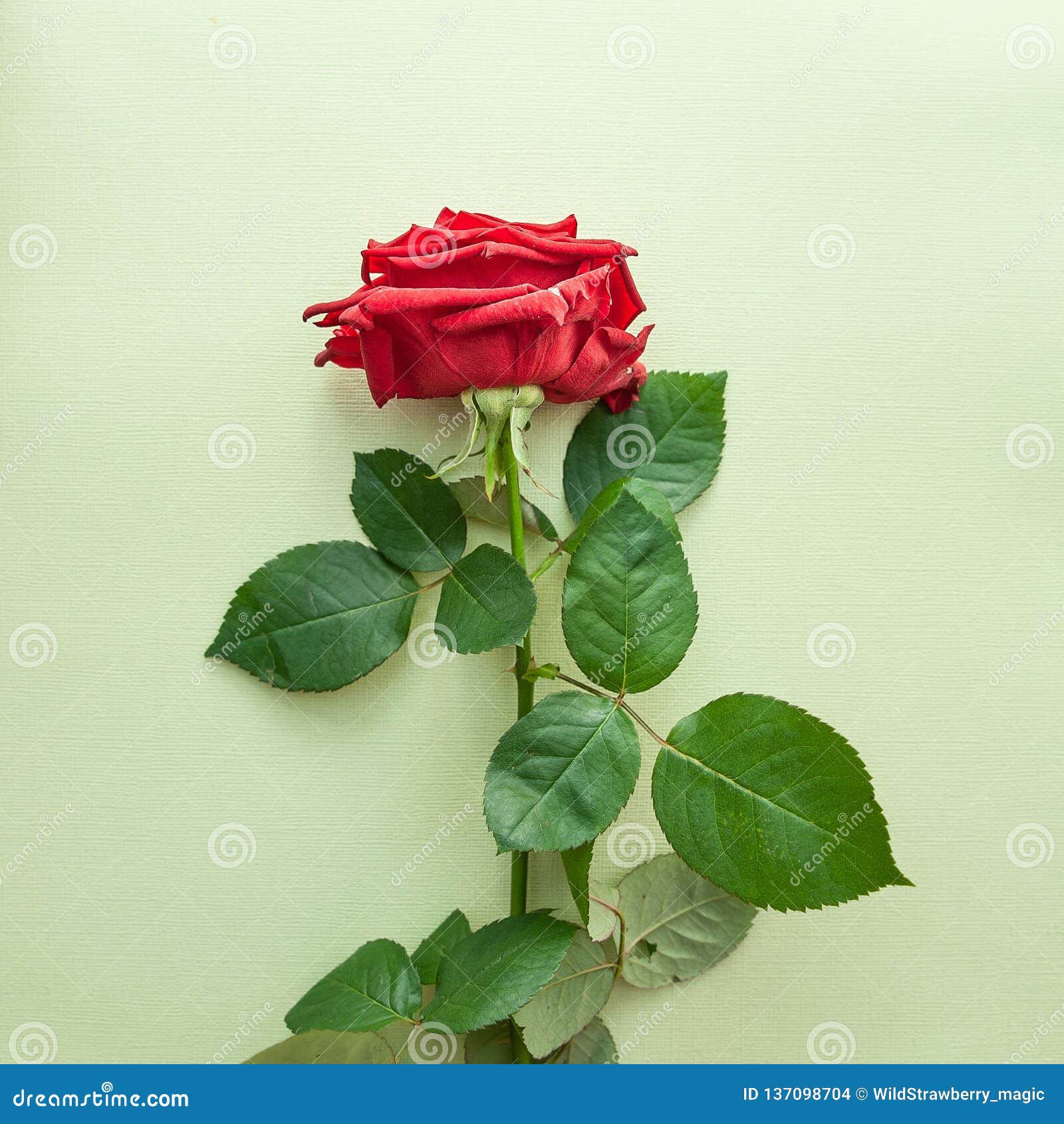 Monochromatic Rose Pink Makeup Texture. Royalty-Free Stock Image ...