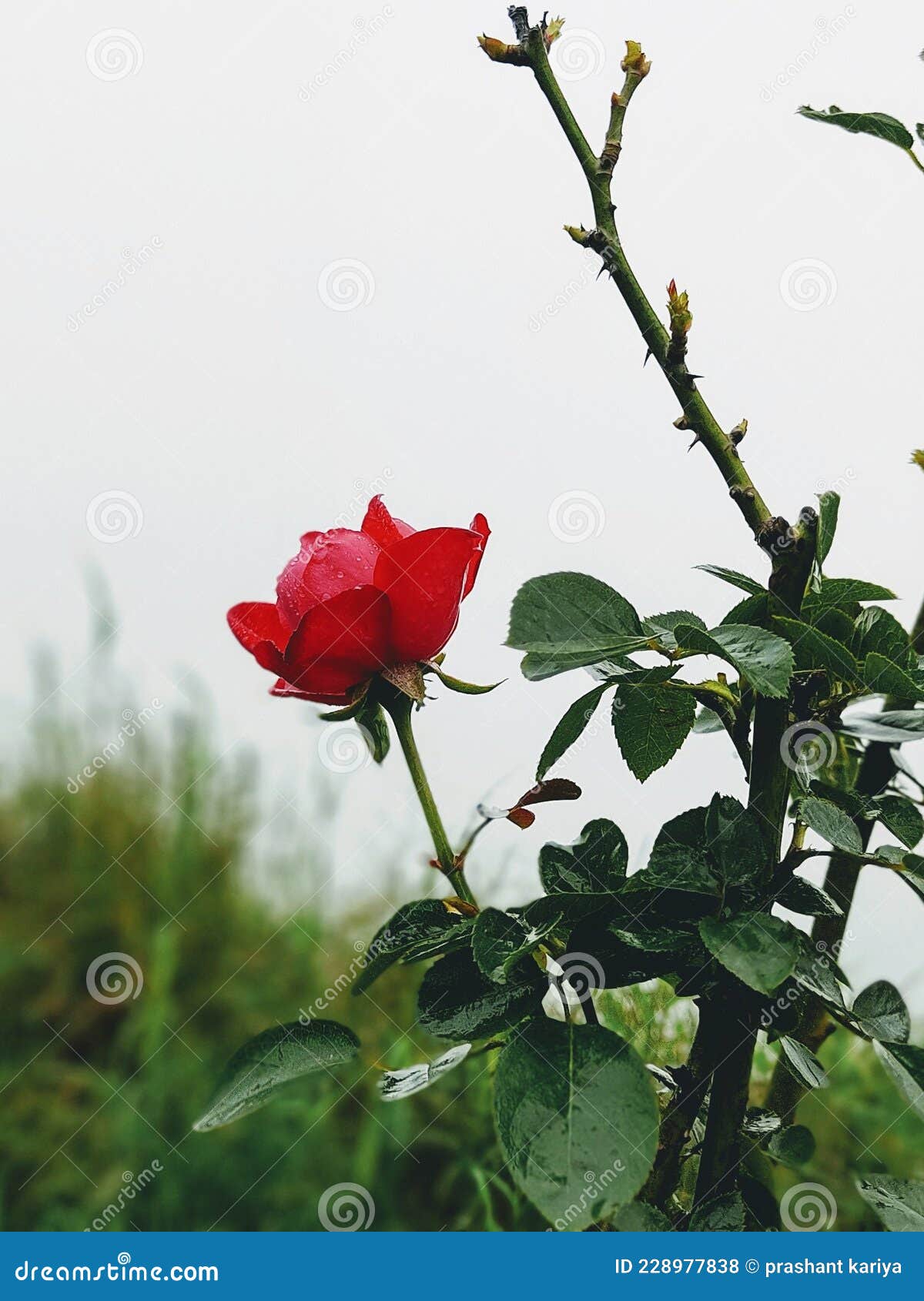 Beautiful Red Rose on Mountains - Monsoon Season Stock Photo - Image of ...