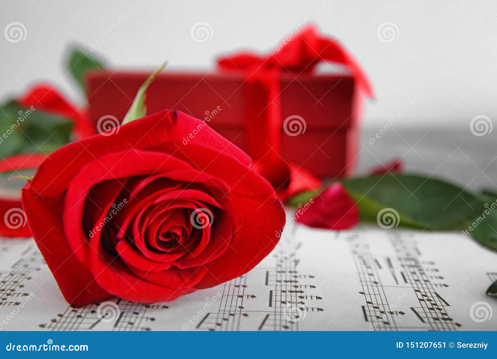 Beautiful Red Rose on Music Sheets, Closeup Stock Image - Image of note ...