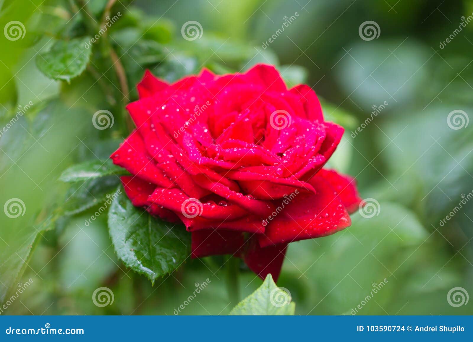 Beautiful Red Rose in Nature Stock Photo - Image of grace, beauty ...